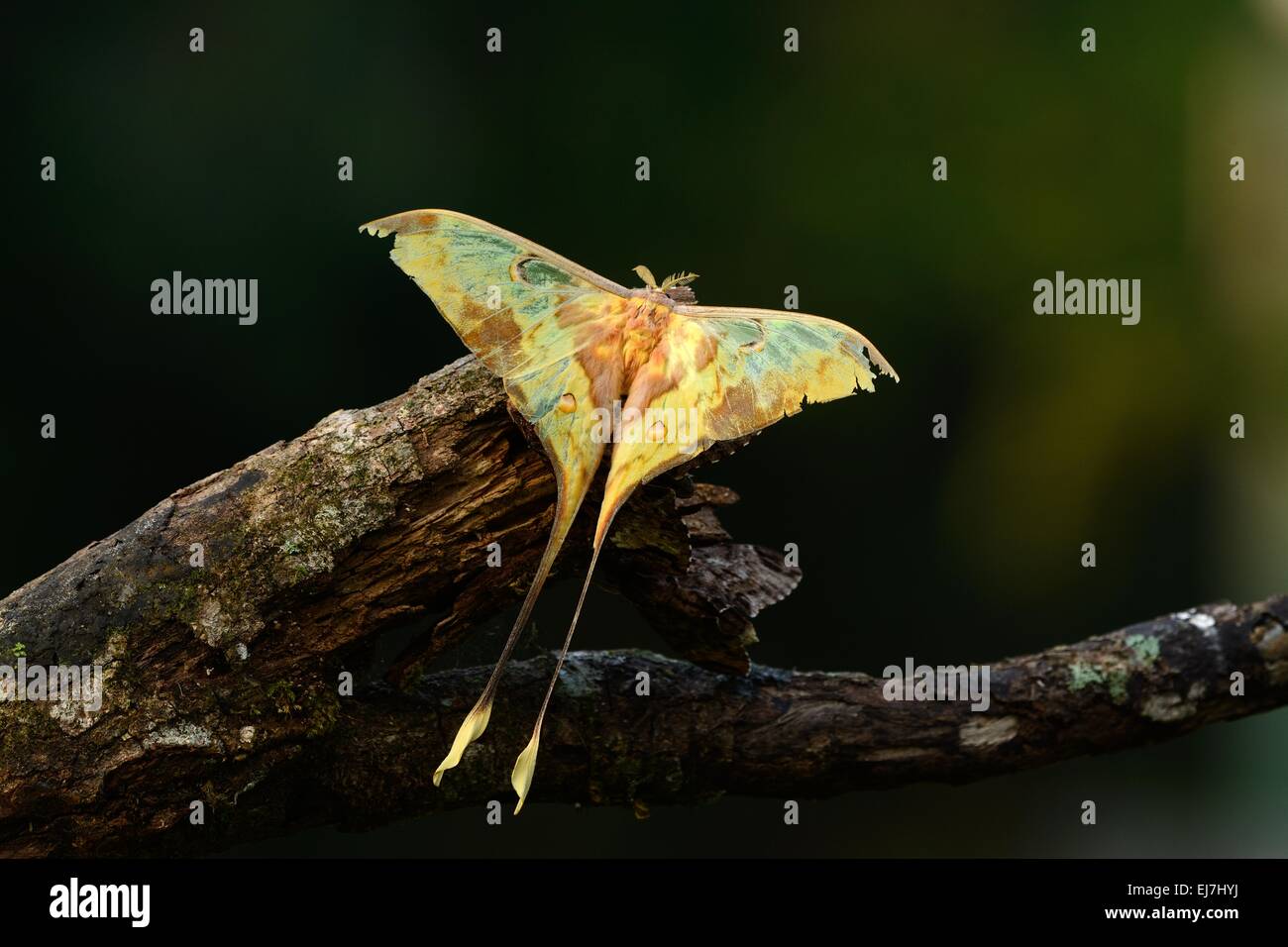 Malaysian moon moth hi-res stock photography and images - Alamy