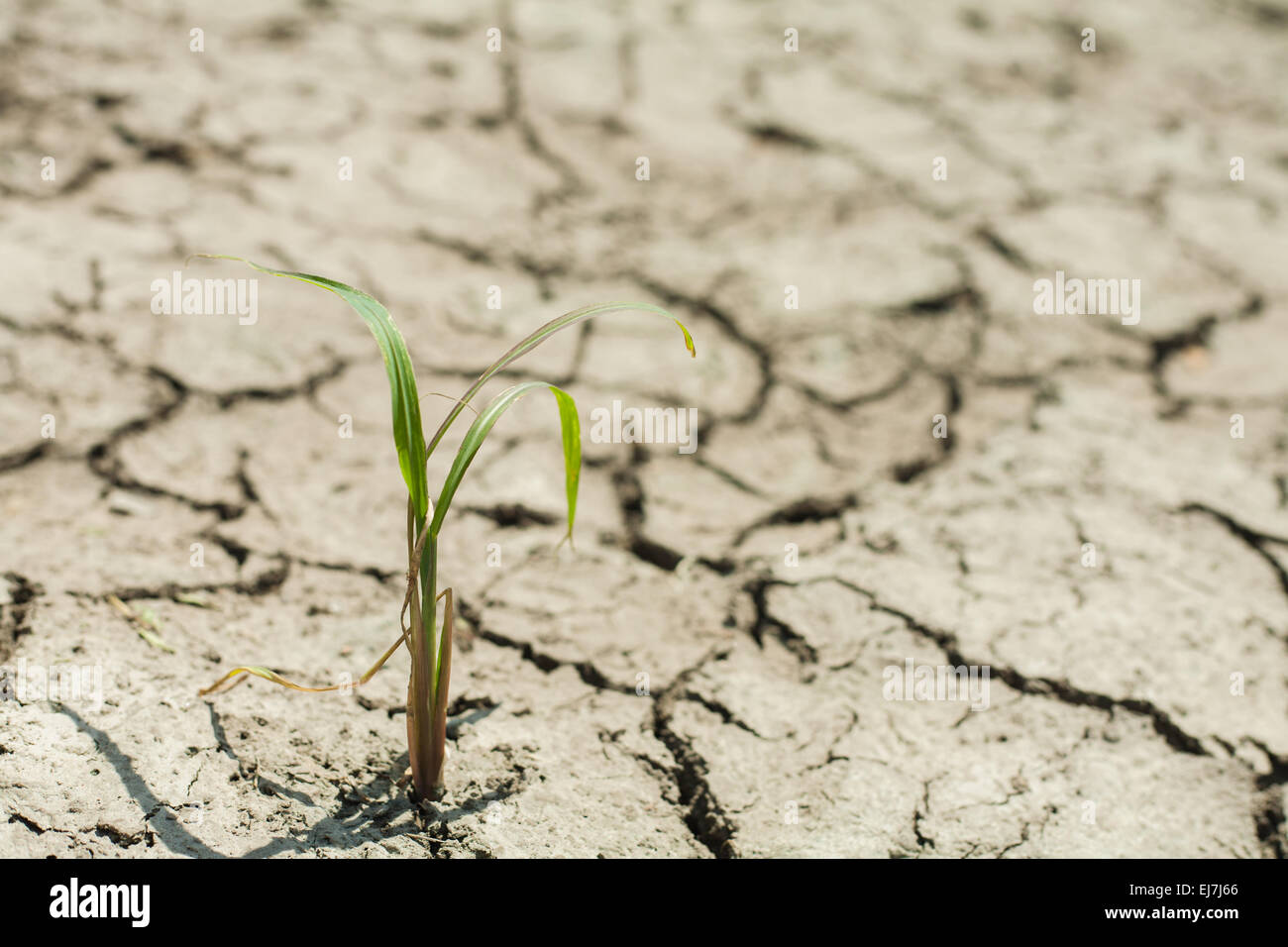 plant on dust Stock Photo - Alamy