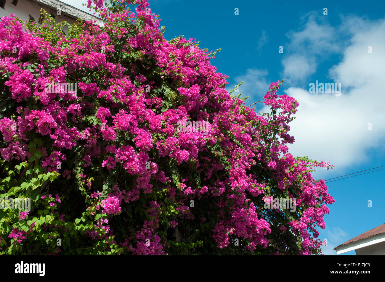 Grenada is one of the Windward Islands of the Lesser Antilles with a ...