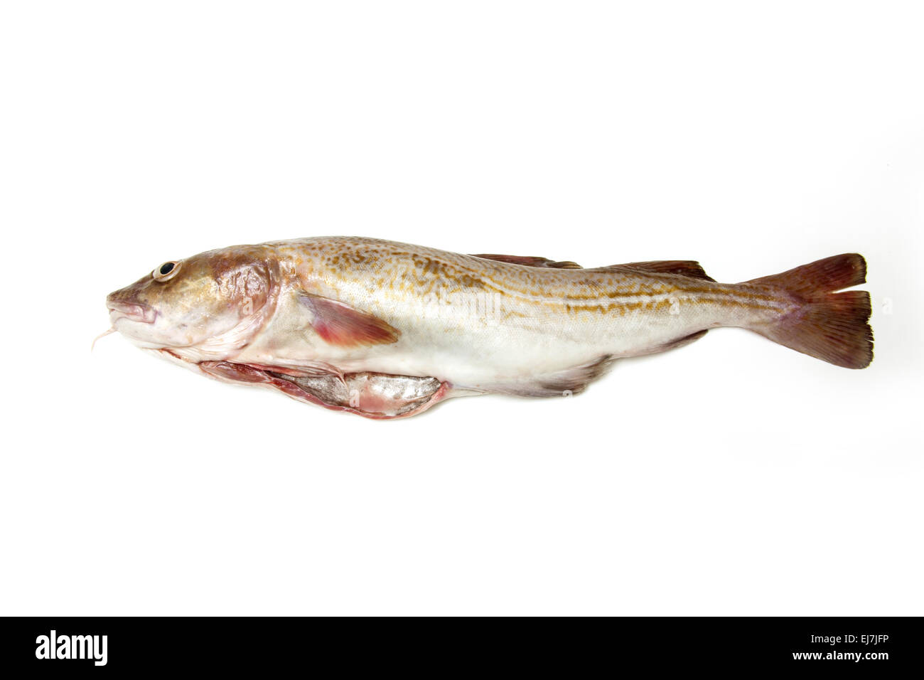 Whole Atlantic cod (Gadus morhua) fish, Isolated on a white studio ...