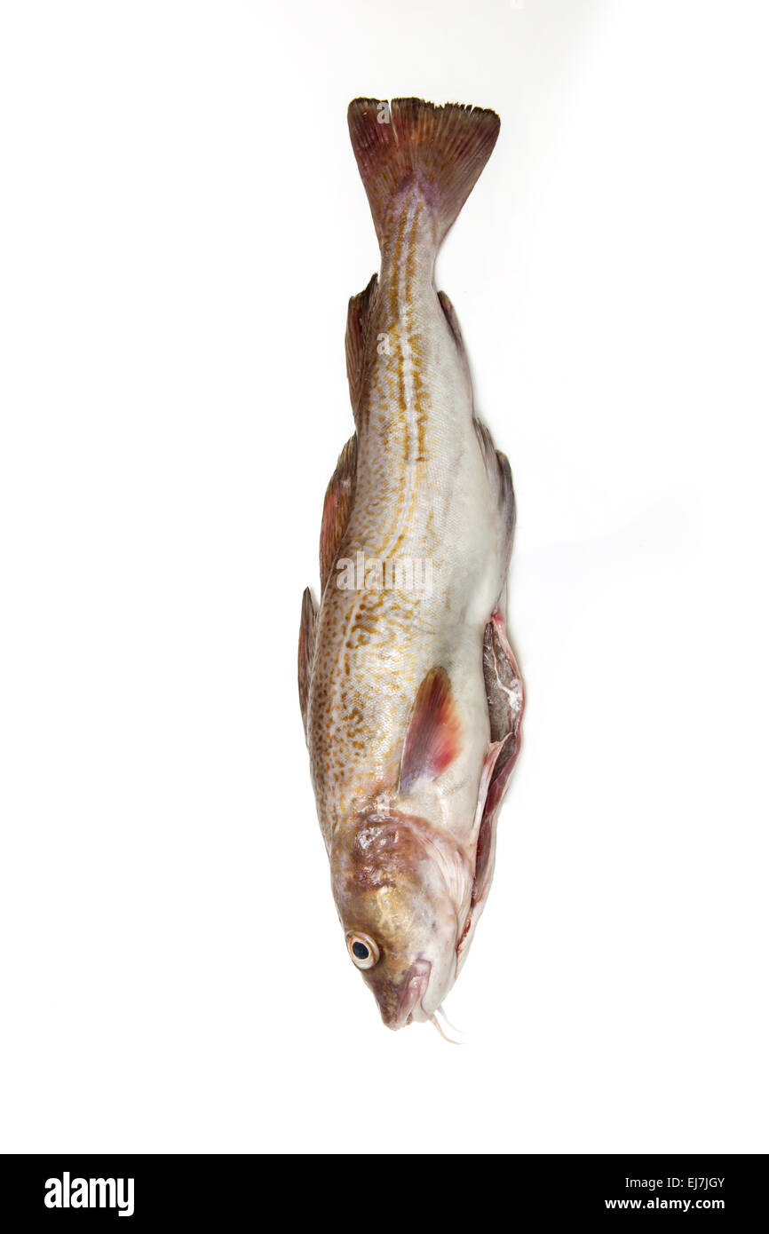 Atlantic cod gadus morhua Cut Out Stock Images & Pictures - Alamy