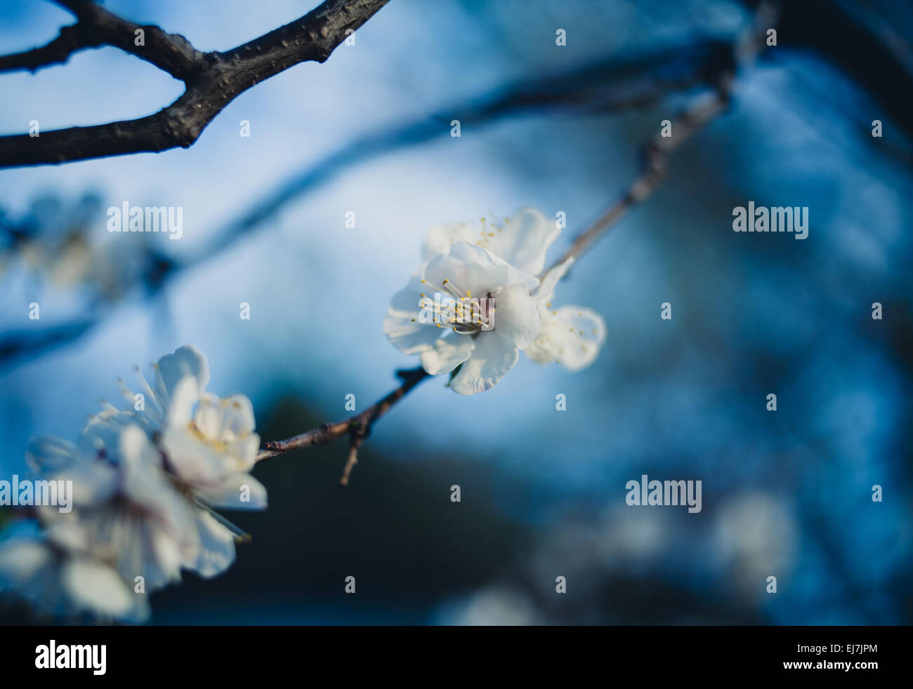 Cherry red flower hi-res stock photography and images - Alamy