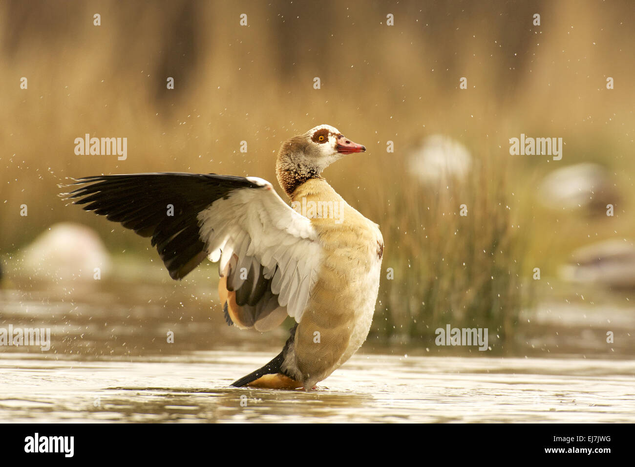 Nijlgans hi-res stock photography and images - Alamy