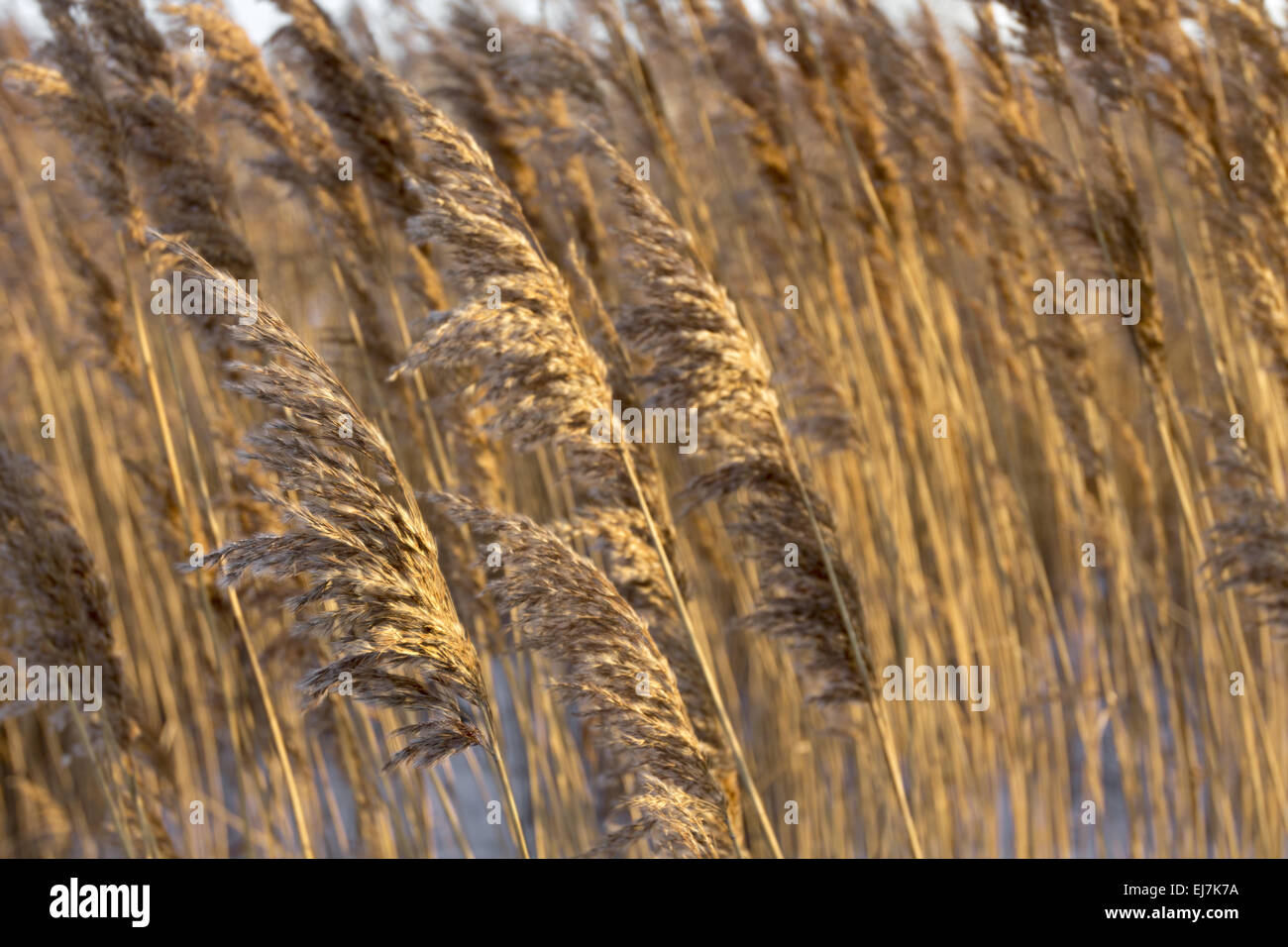 Bend wind hi-res stock photography and images - Alamy