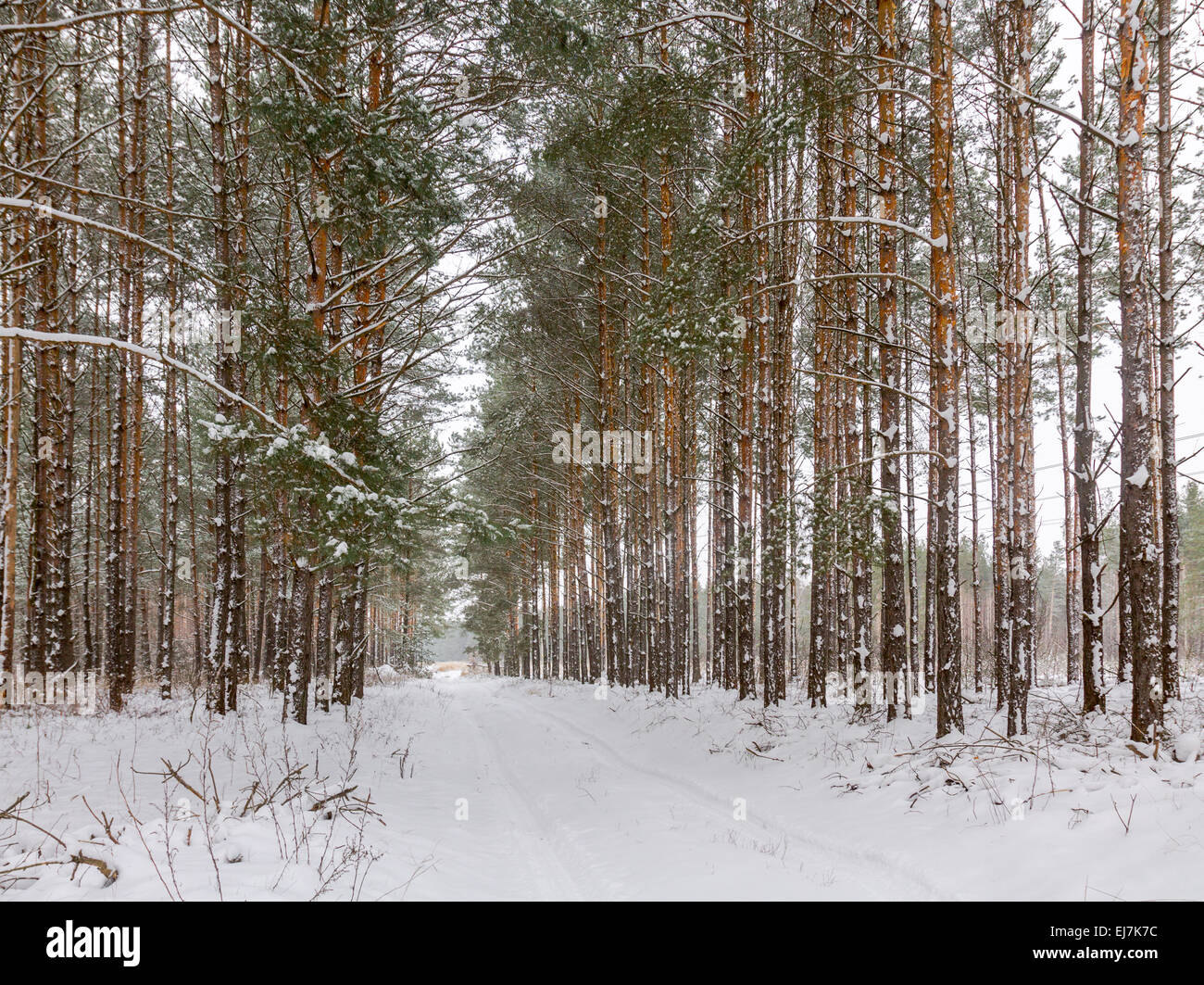 Planting lines hi-res stock photography and images - Alamy