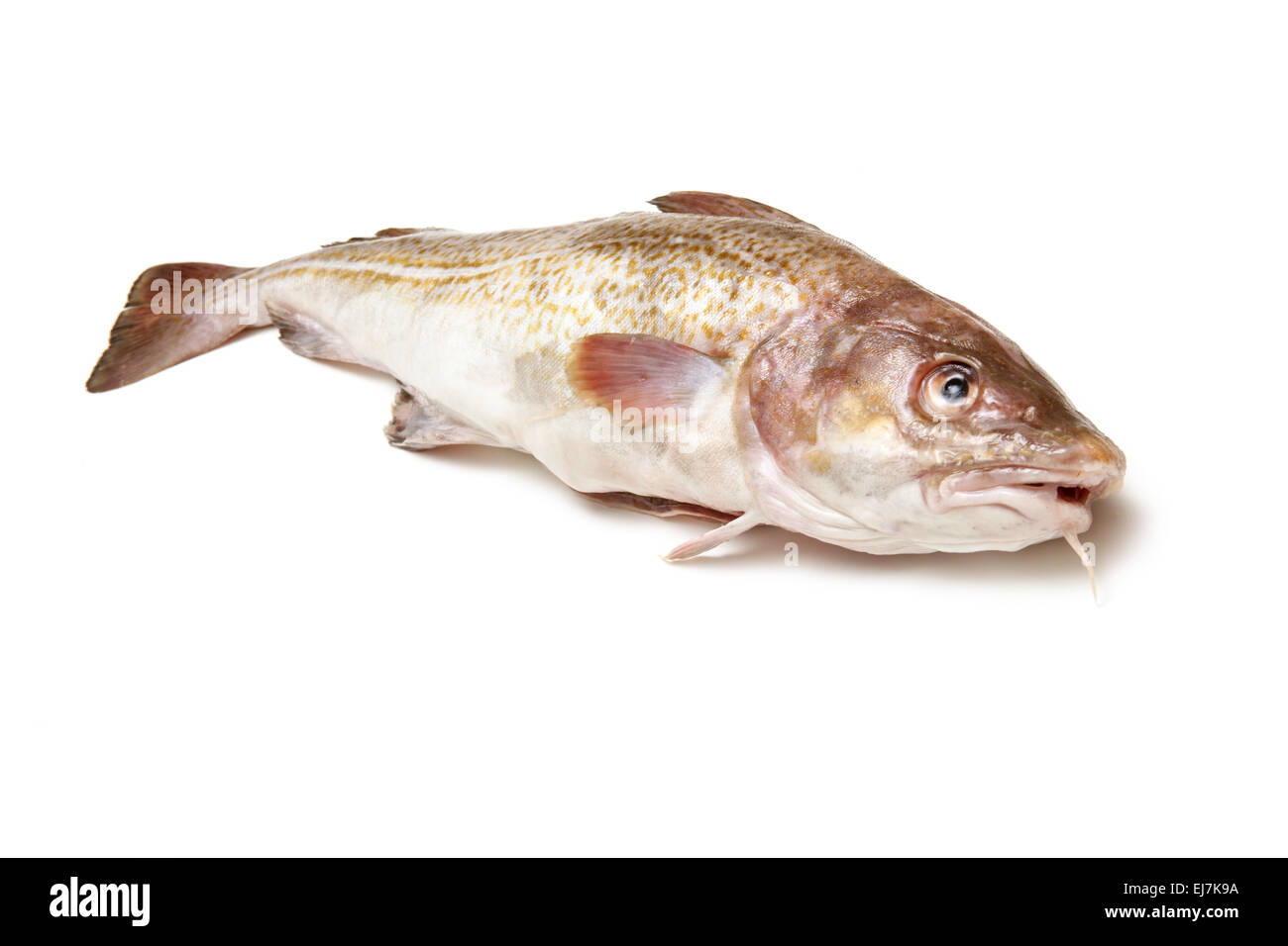 Whole Atlantic cod (Gadus morhua) fish, Isolated on a white studio ...