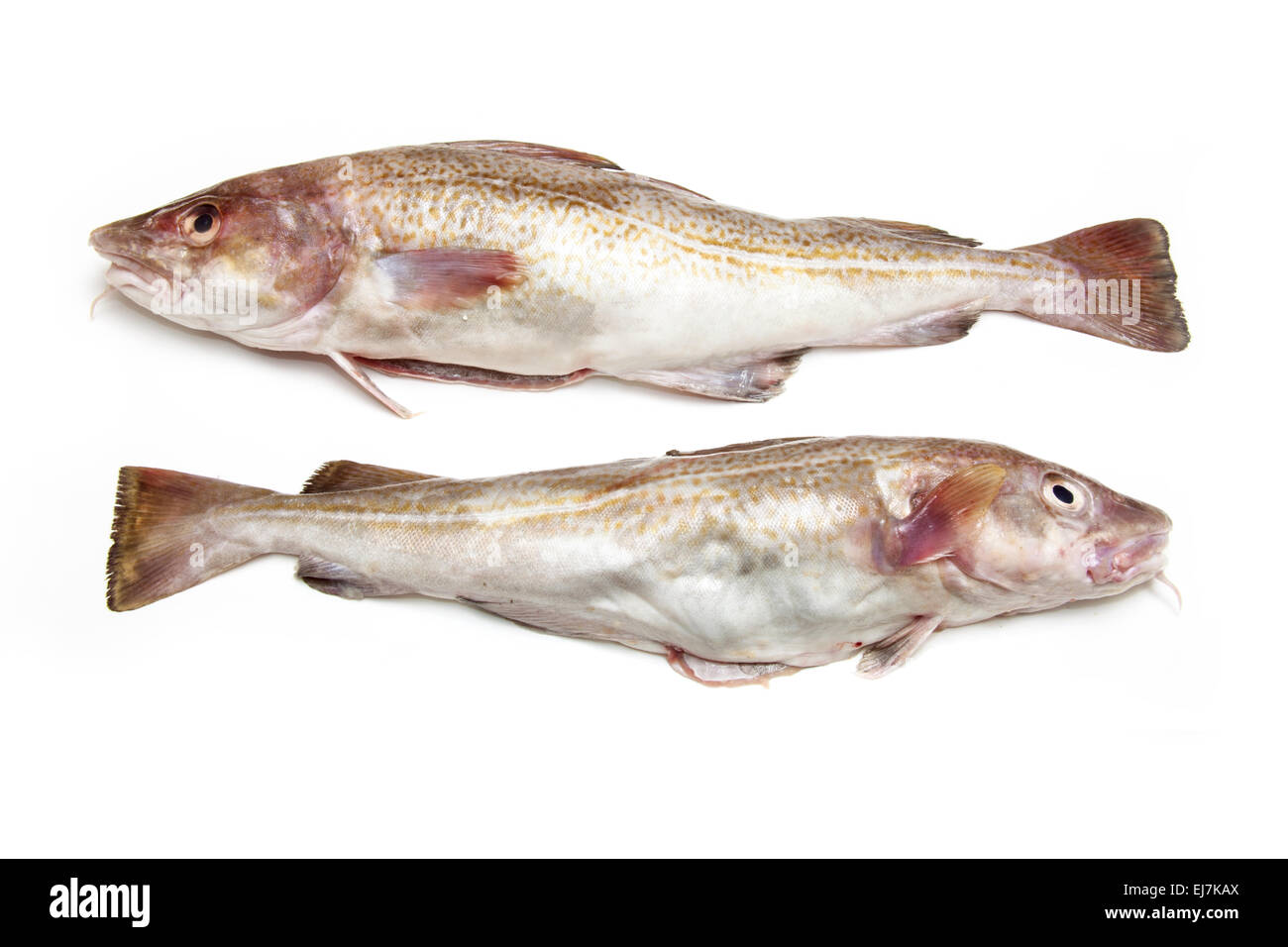 A couple of whole Atlantic cod (Gadus morhua) fish, Isolated on a white ...