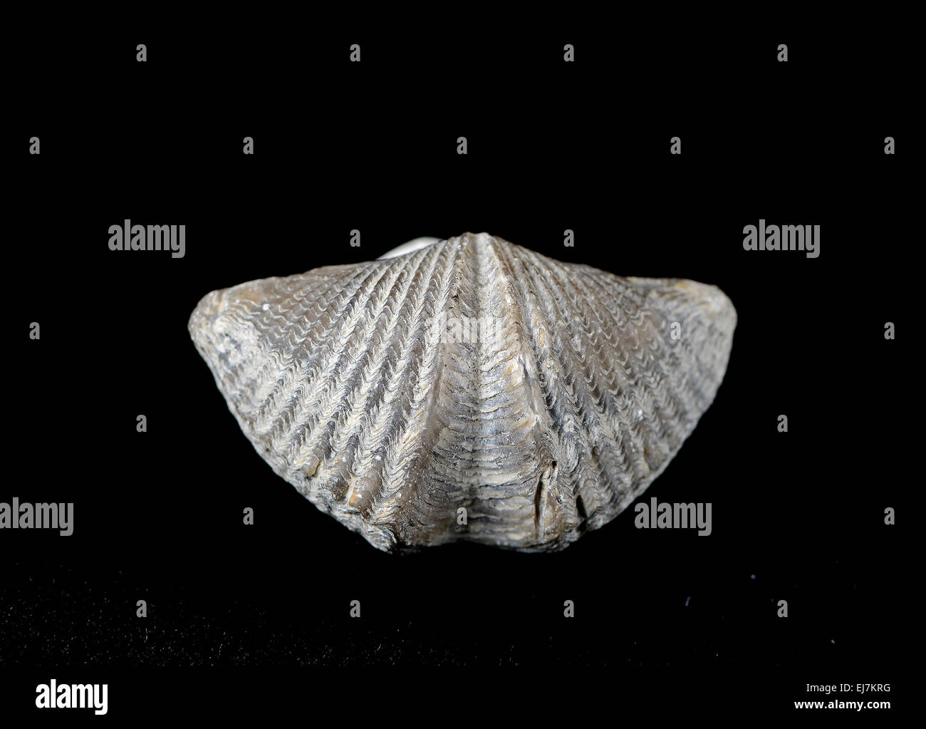 Brachiopod shell hi-res stock photography and images - Alamy