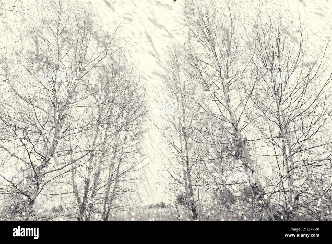 Winter tree and falling snow landscape Stock Photo - Alamy