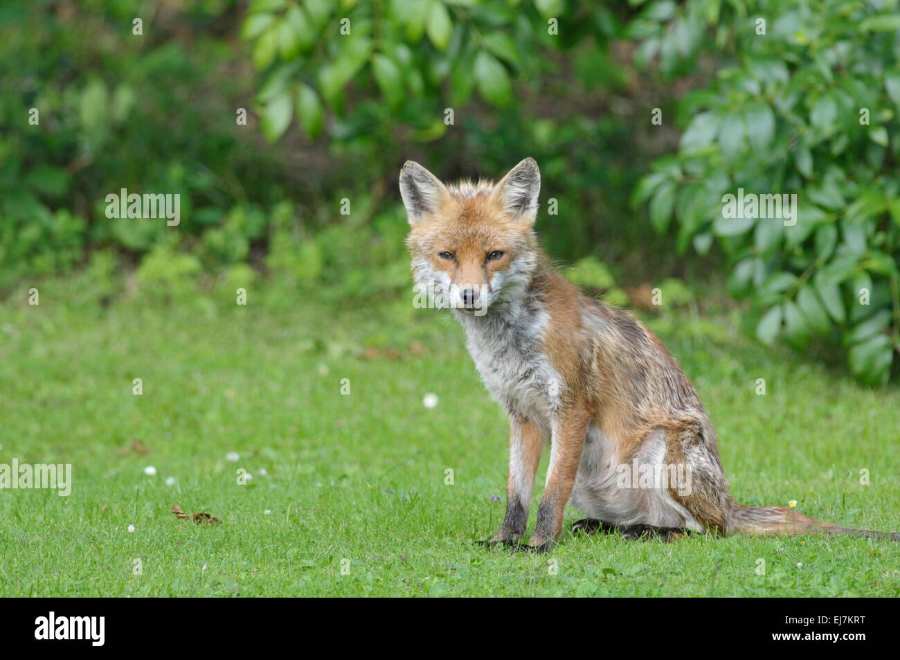 Fox mange hi-res stock photography and images - Alamy