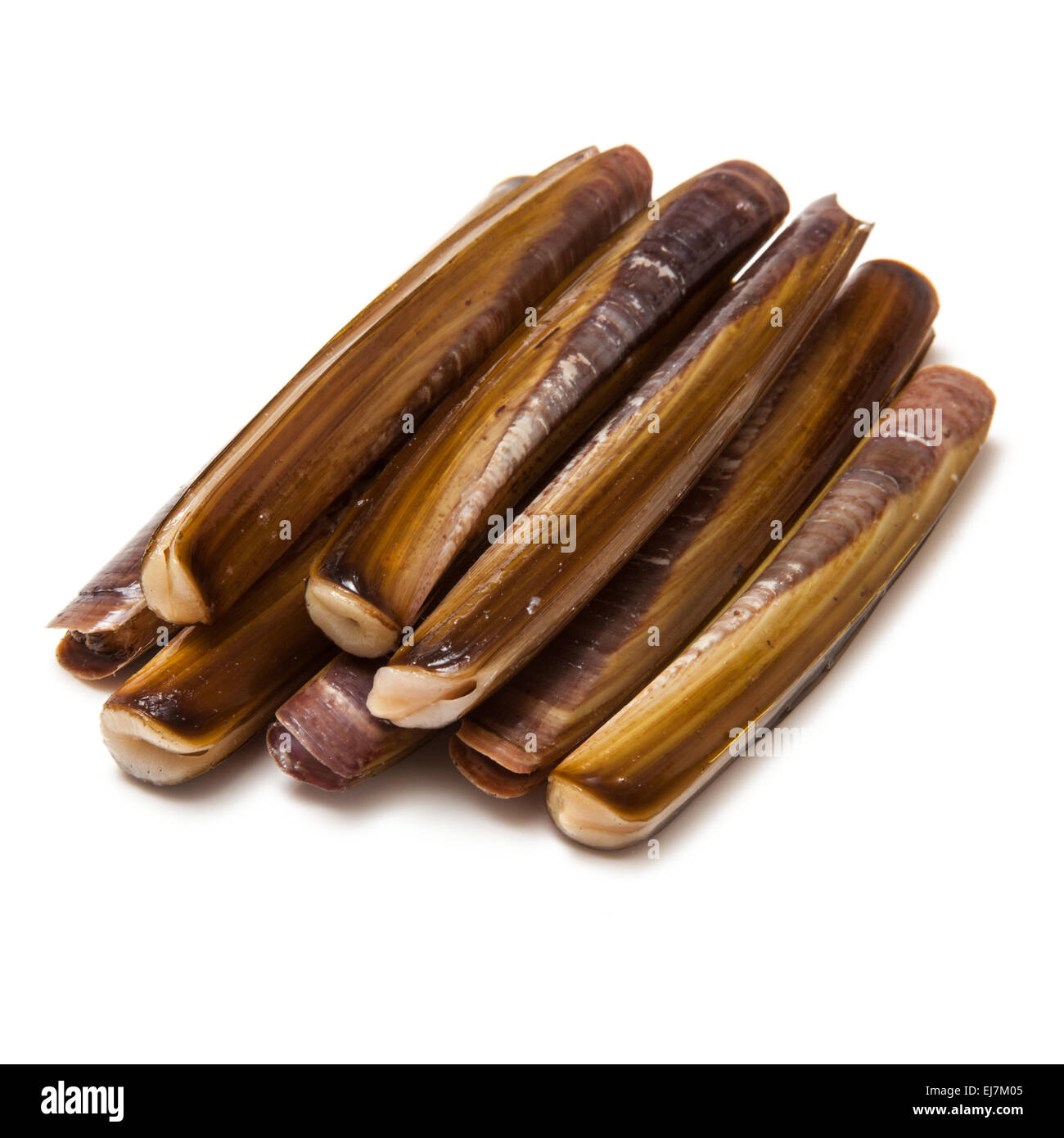 Raw Razor Clams isolated on a white studio background Stock Photo - Alamy