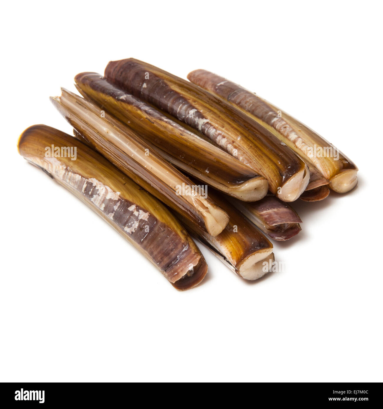 Raw Razor Clams isolated on a white studio background Stock Photo - Alamy