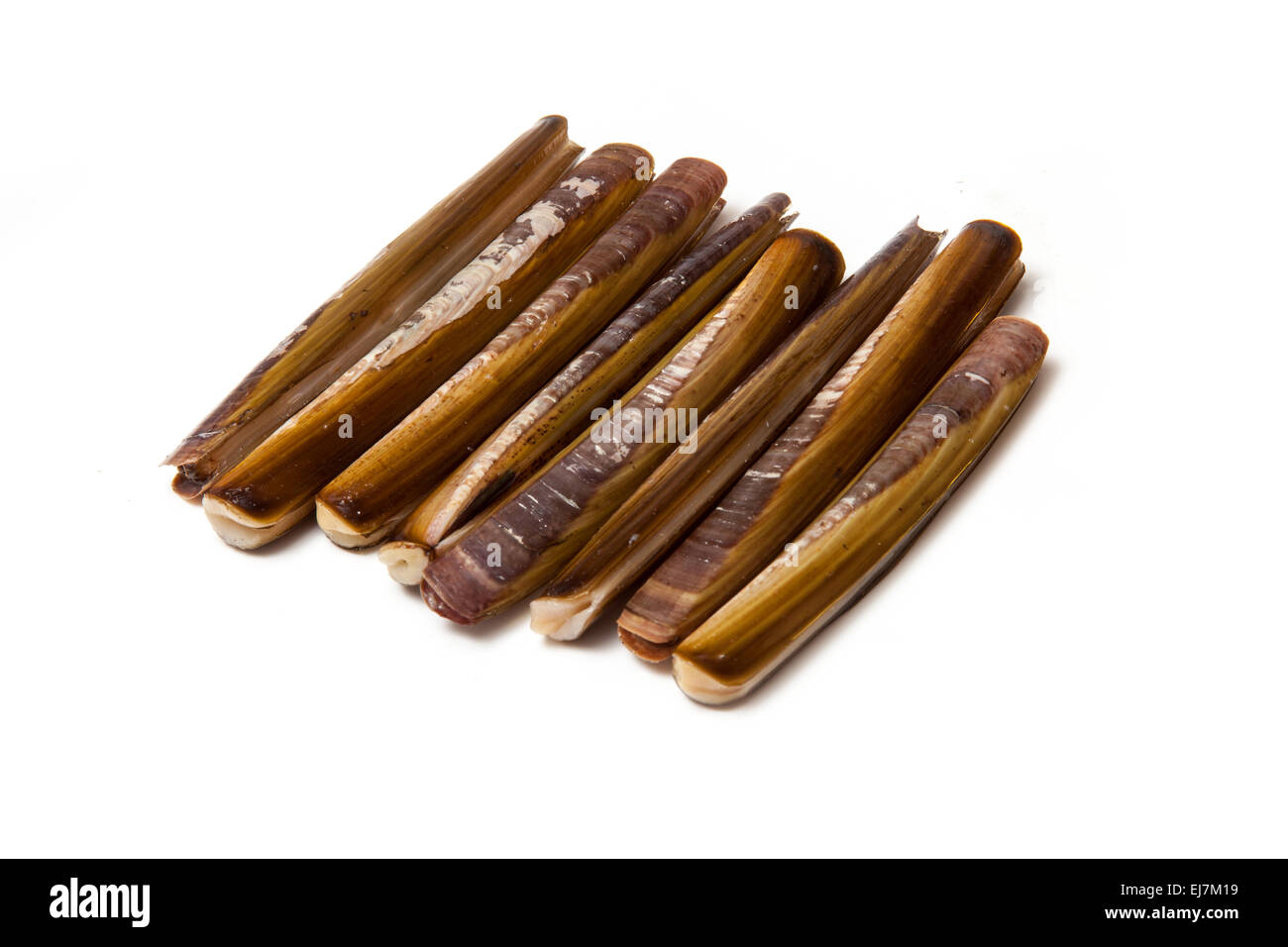 Raw Razor Clams isolated on a white studio background Stock Photo - Alamy