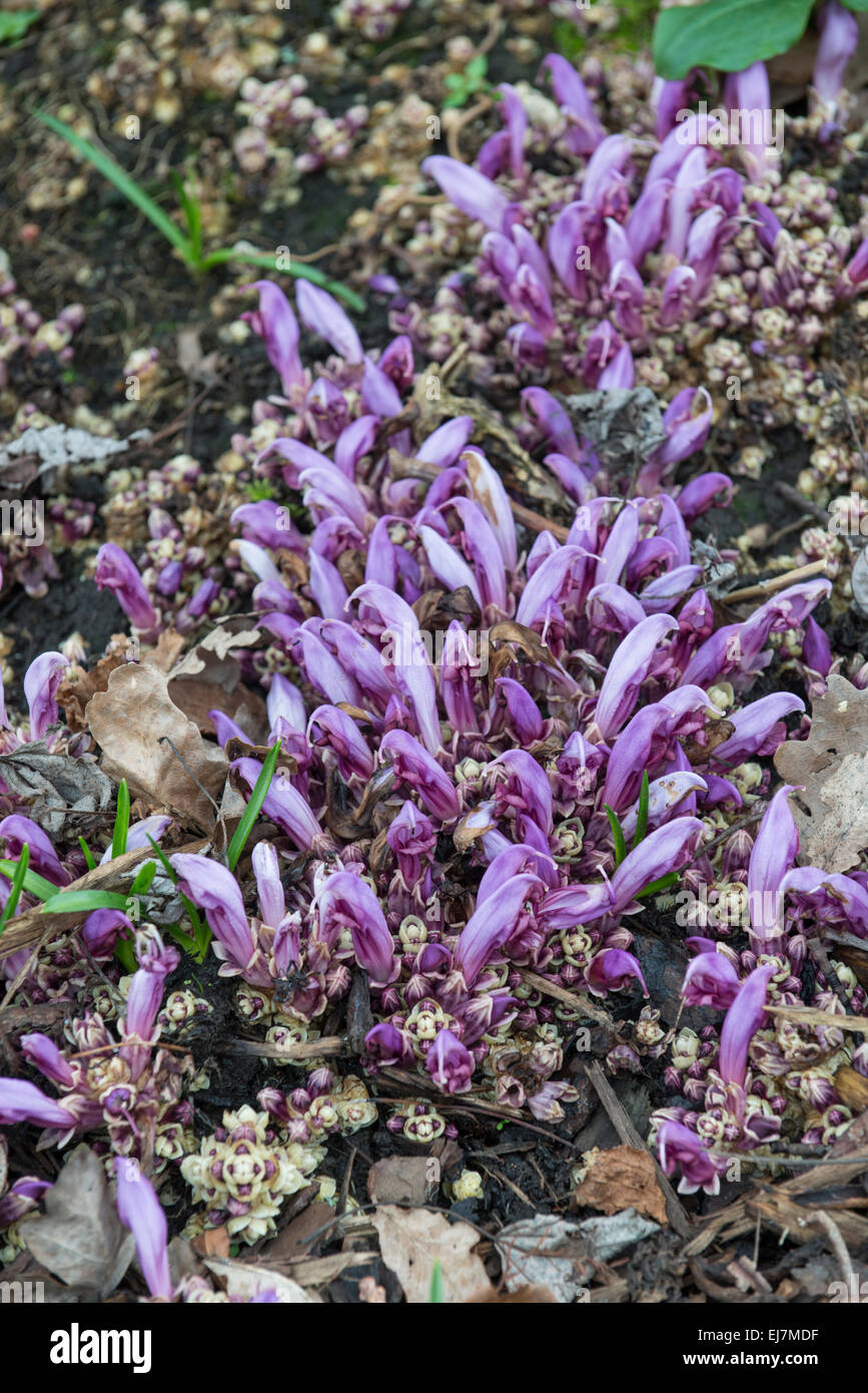 Purple Toothwort: Lathraea clandestina. Parasitic on toots of Contorted ...