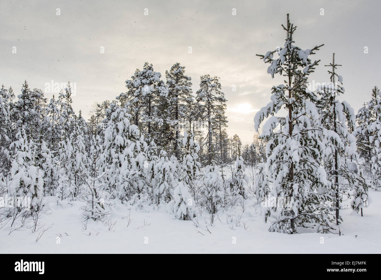 Snow covered trees in Finland in Inari Stock Photo - Alamy