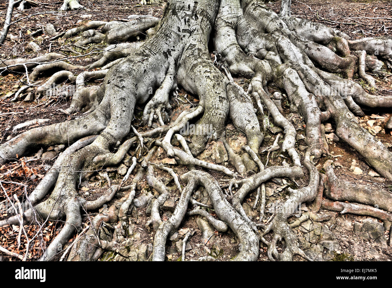 Red rocks and tree roots hi-res stock photography and images - Alamy