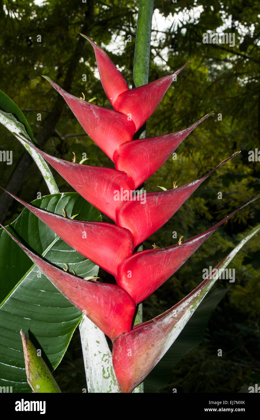 tropical flowers on the Caribbean island Grenada Stock Photo - Alamy