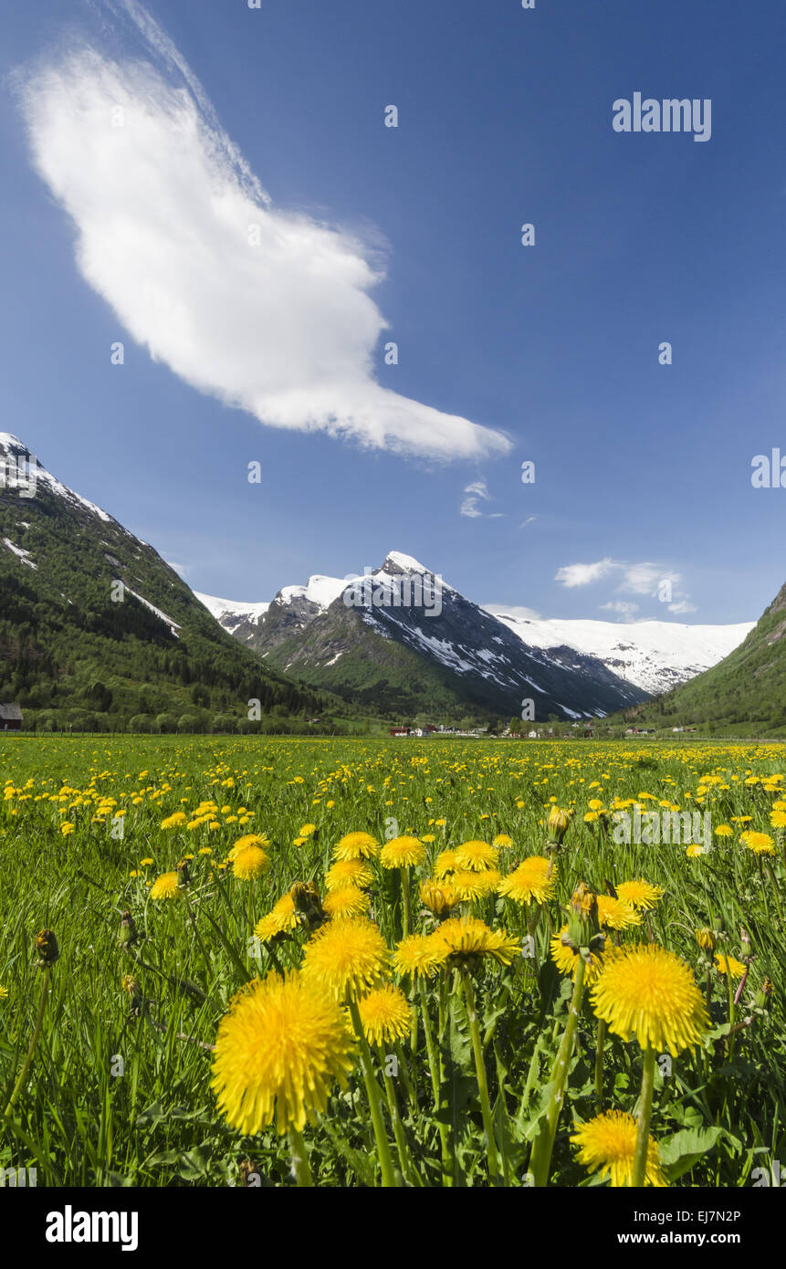 Norway spring landscape flowers hi-res stock photography and images - Alamy