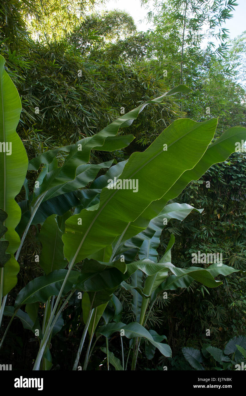 In the central part of Grenada Grand Etang National Park was ...