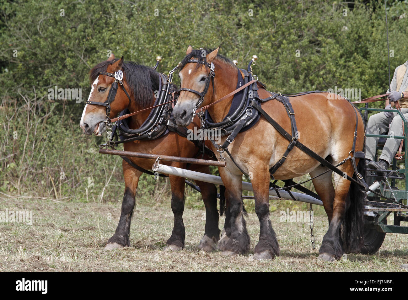 team of horses Stock Photo - Alamy