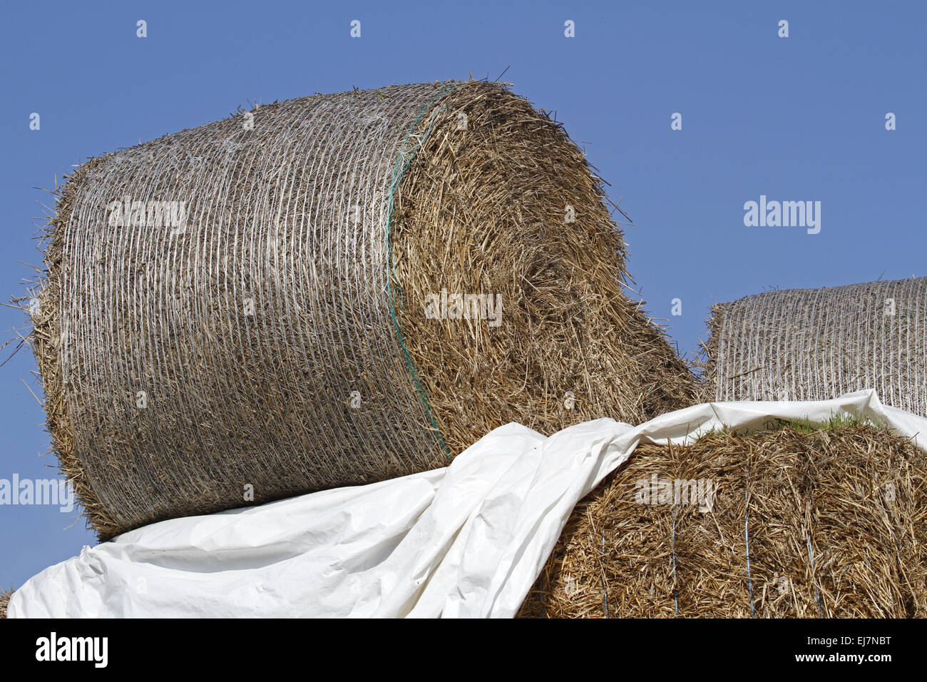 Straw litter hi-res stock photography and images - Alamy