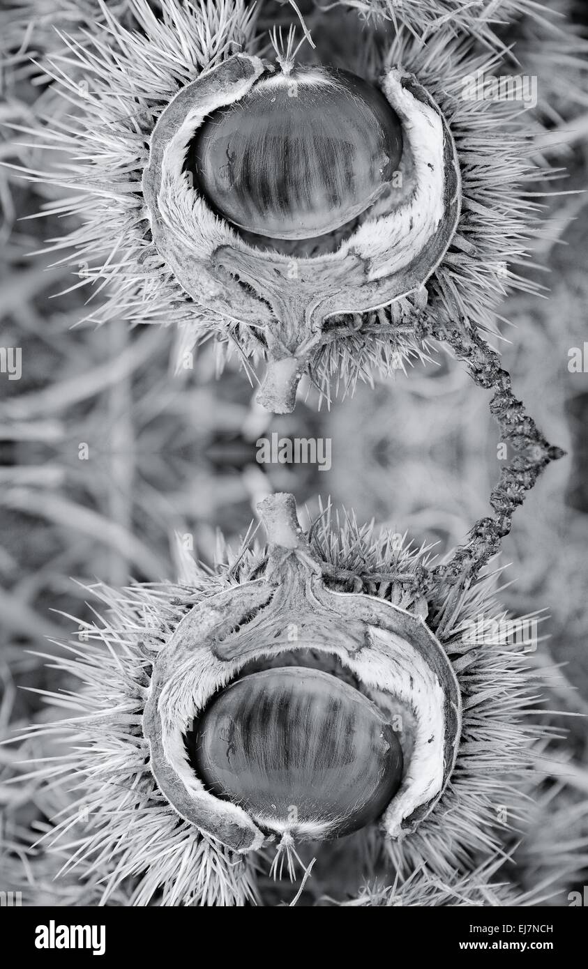 Chestnut and black hi-res stock photography and images - Alamy