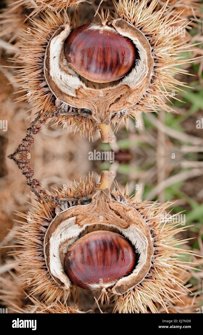 two divided Chestnut Stock Photo - Alamy