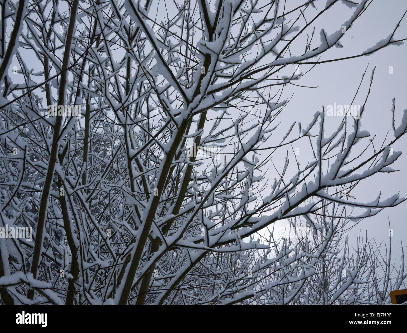 Snow on tree branches Stock Photo - Alamy