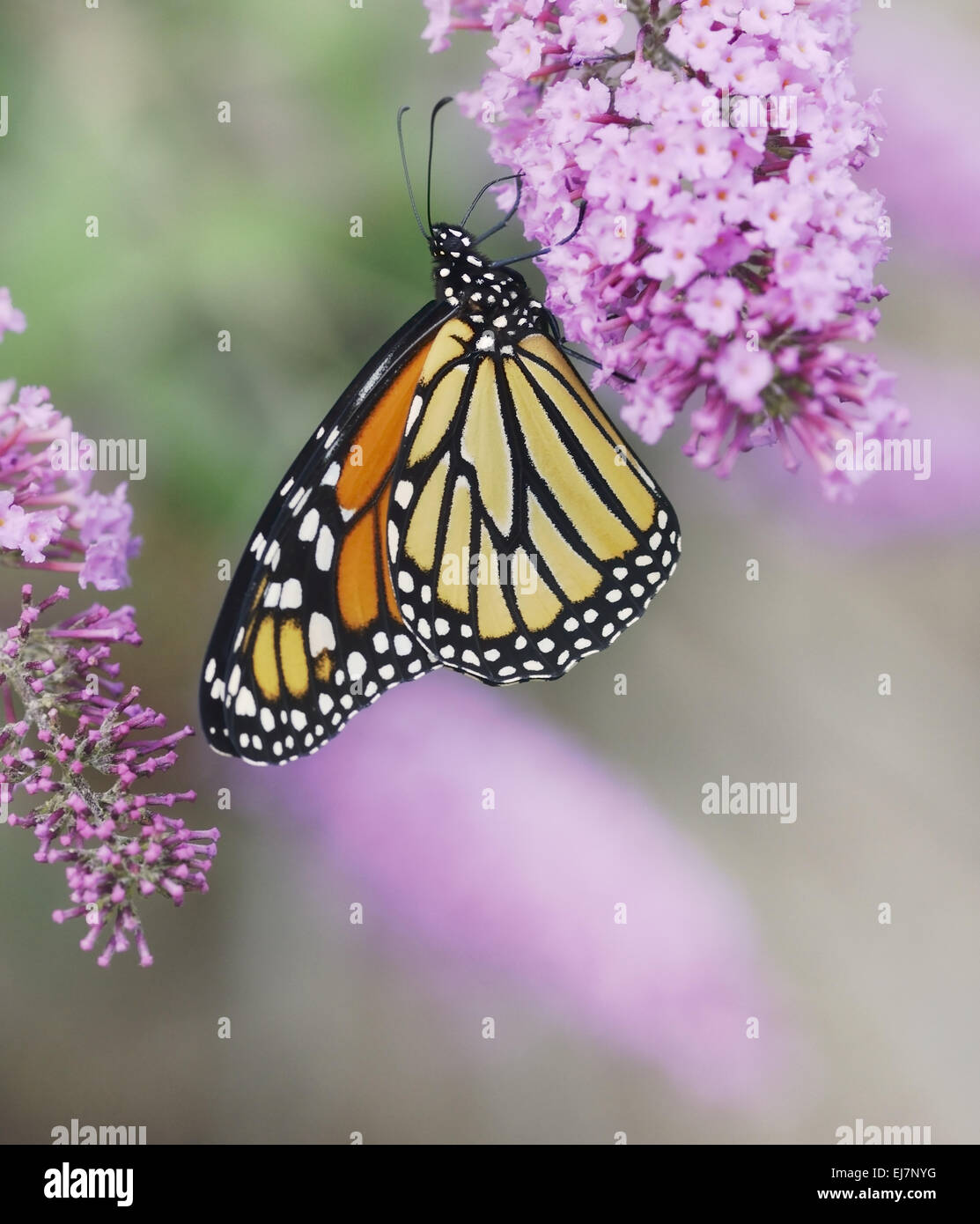Monarch butterfly bush hi-res stock photography and images - Alamy