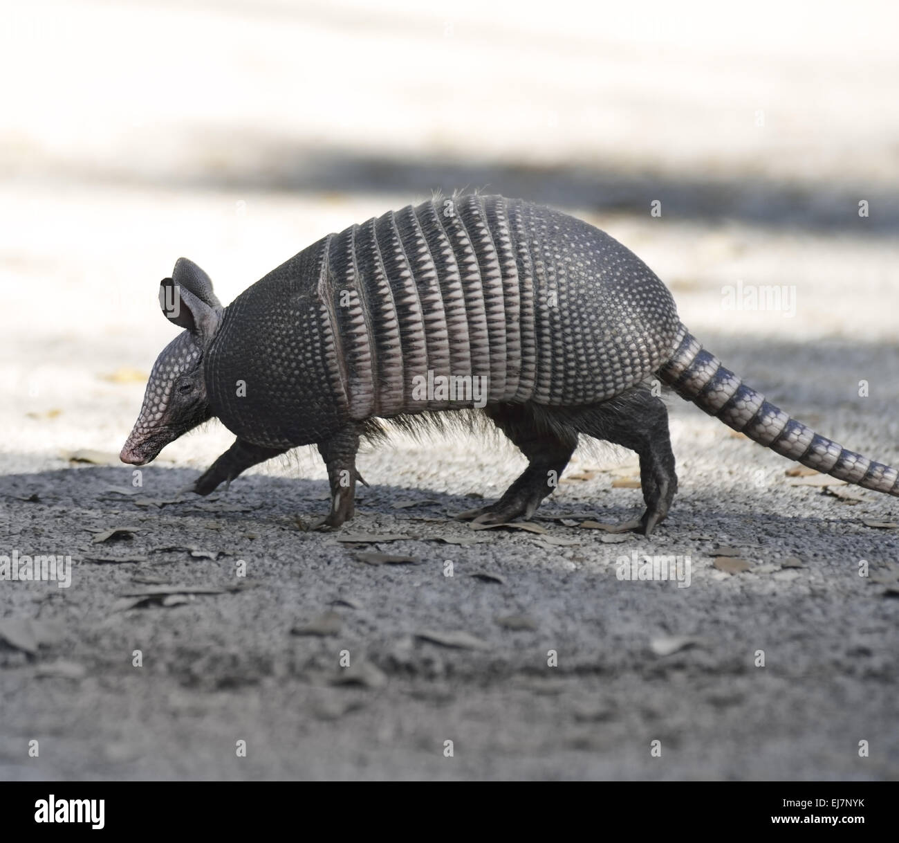 Armadillo Crossing The Road Stock Photo - Alamy