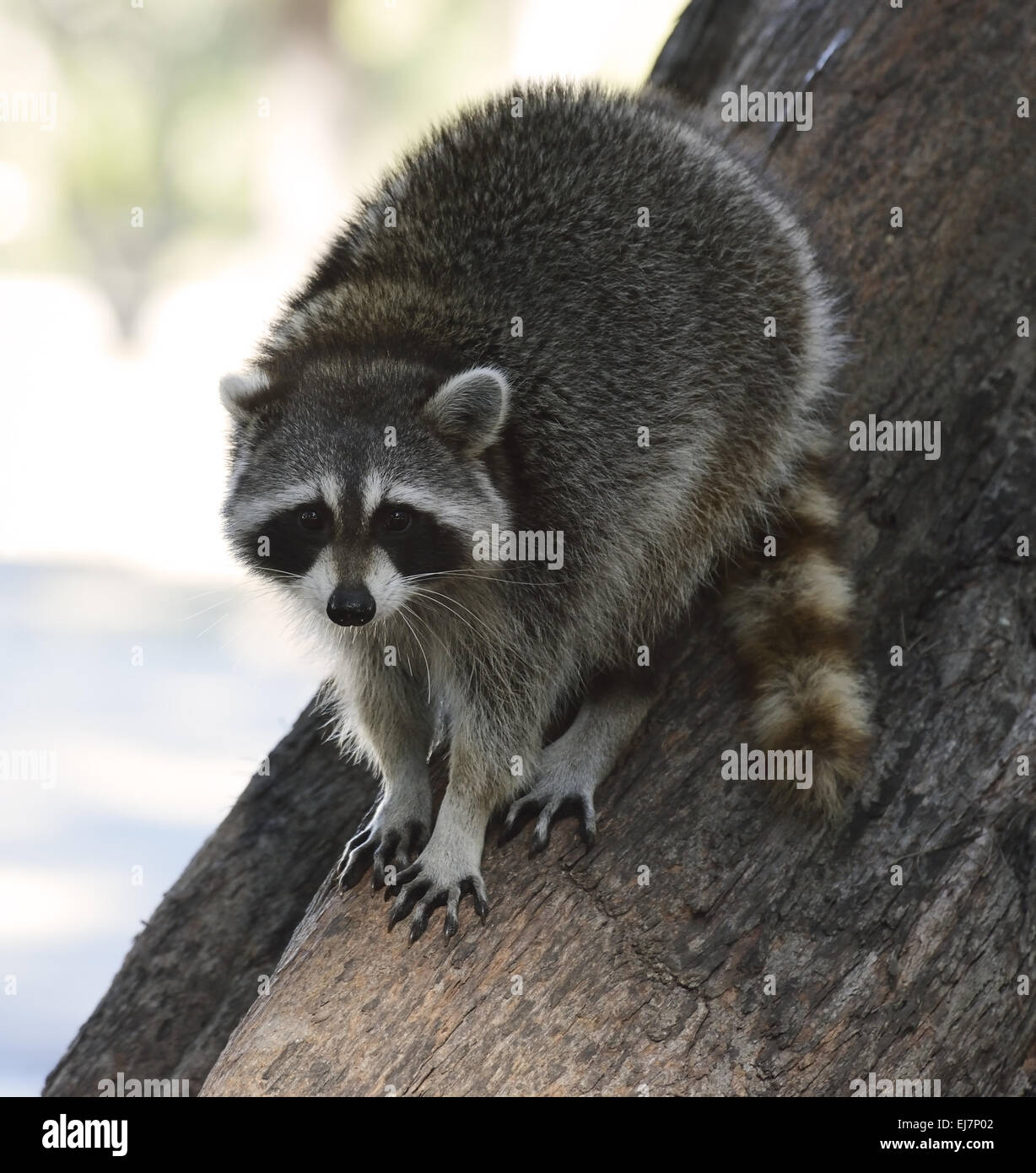 Closeup raccoon hi-res stock photography and images - Alamy