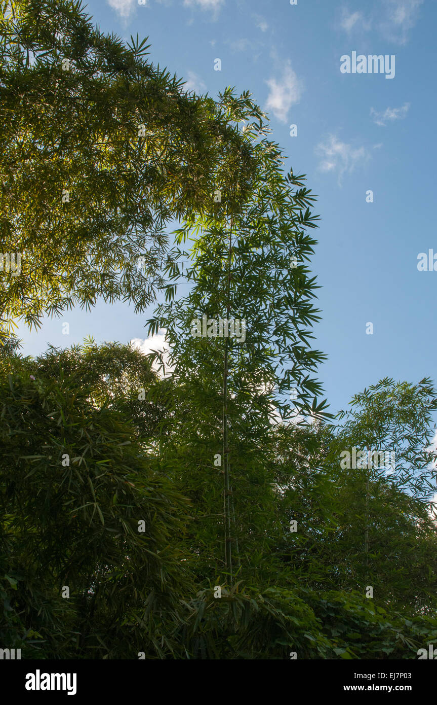 In the central part of Grenada Grand Etang National Park was ...