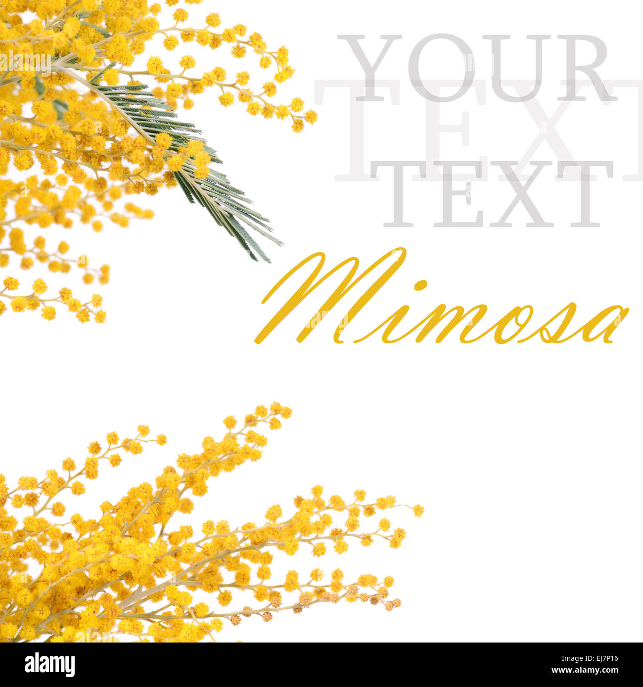 Yellow mimosa isolated on white background Stock Photo - Alamy