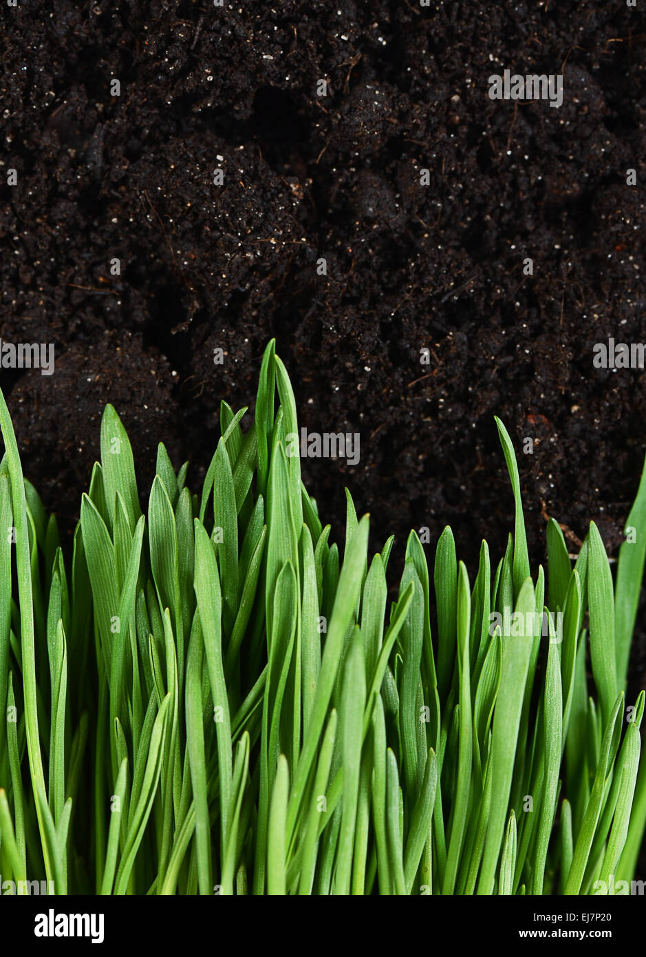 Green grass with a ground Stock Photo - Alamy