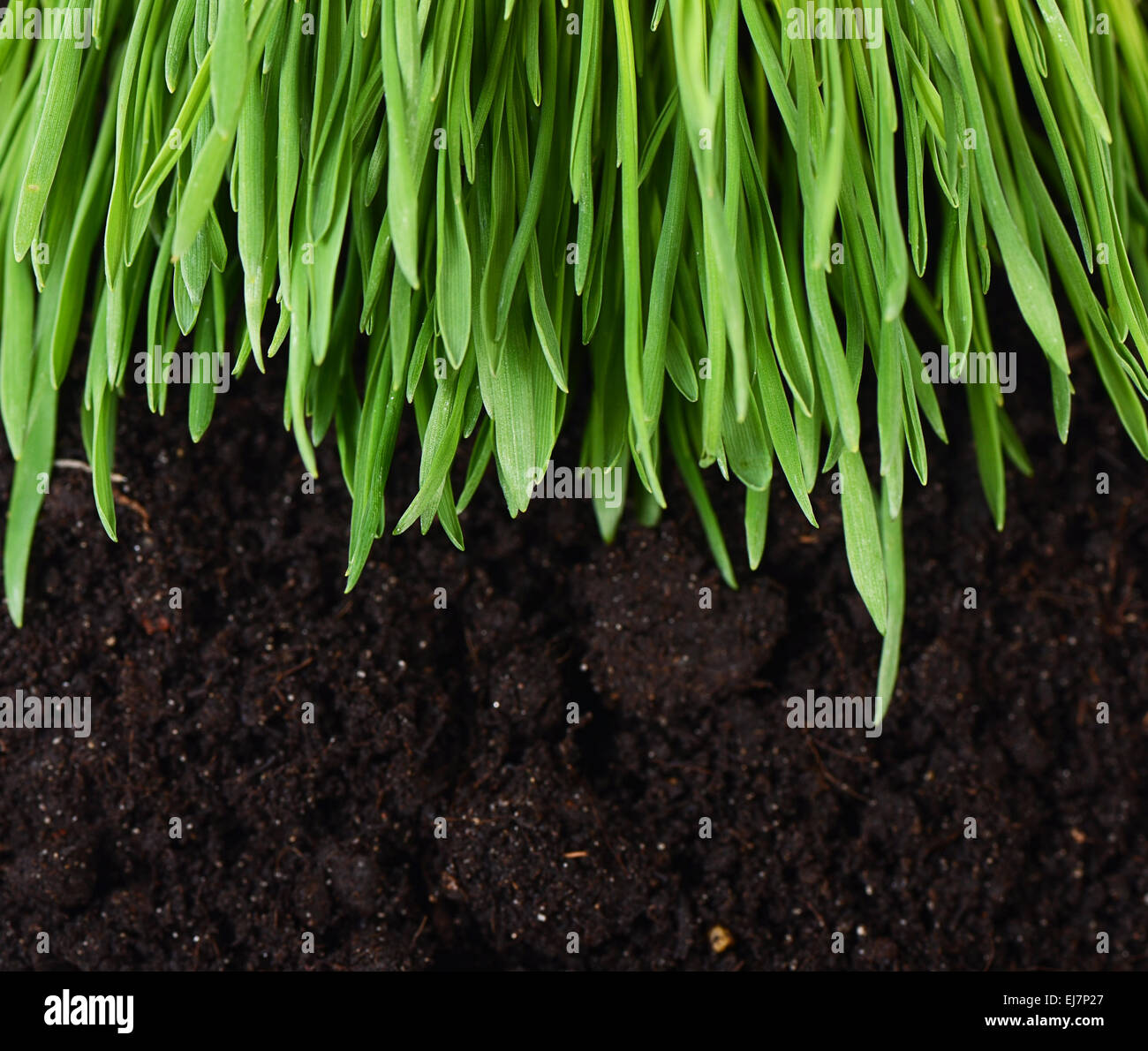 Green grass with a ground Stock Photo - Alamy
