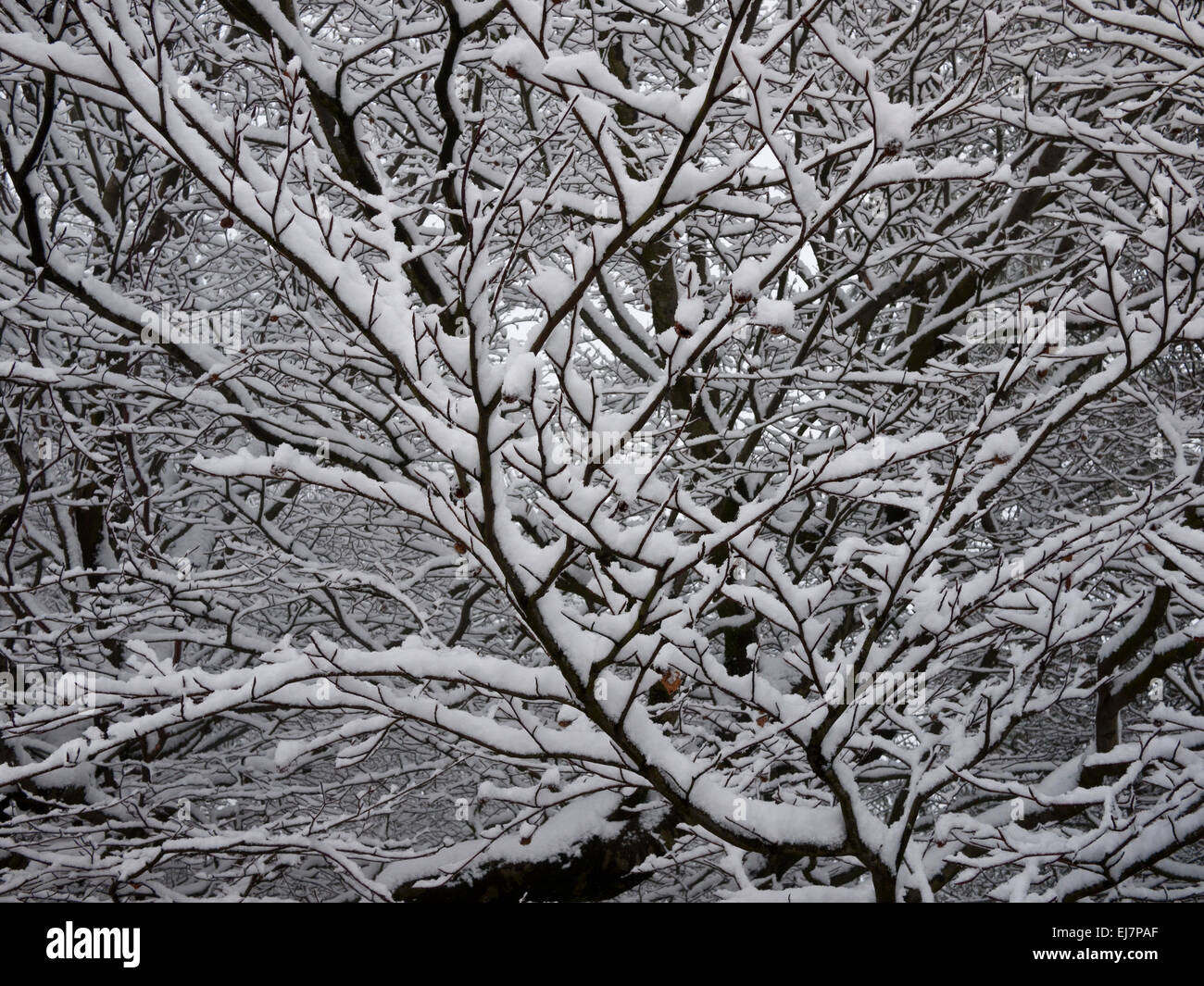 Beech Trees covered in snow, England, UK Stock Photo - Alamy
