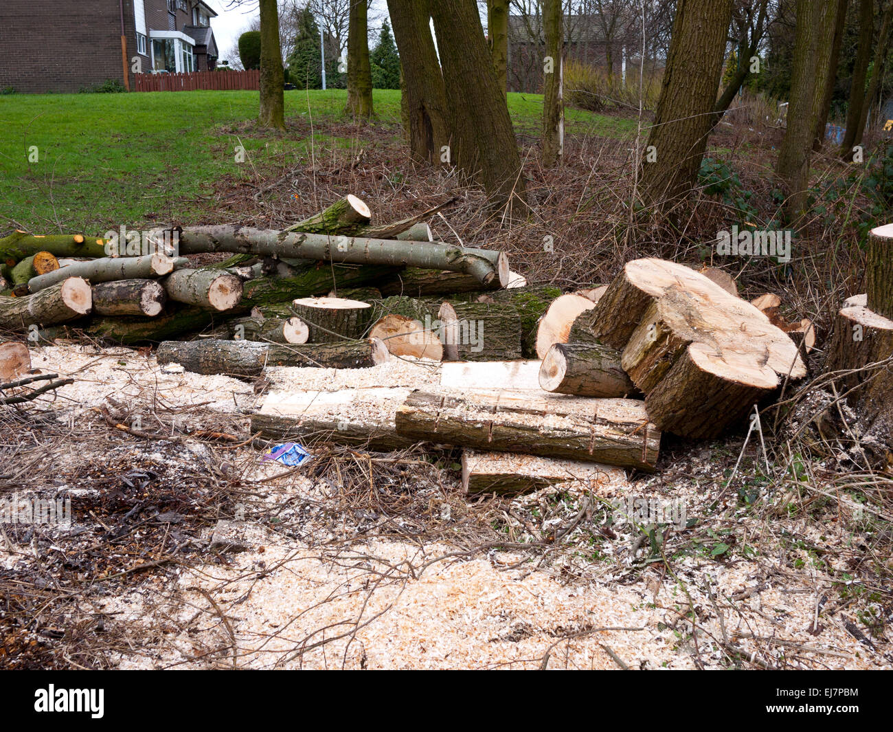 Newly cut trees. England uk Stock Photo - Alamy