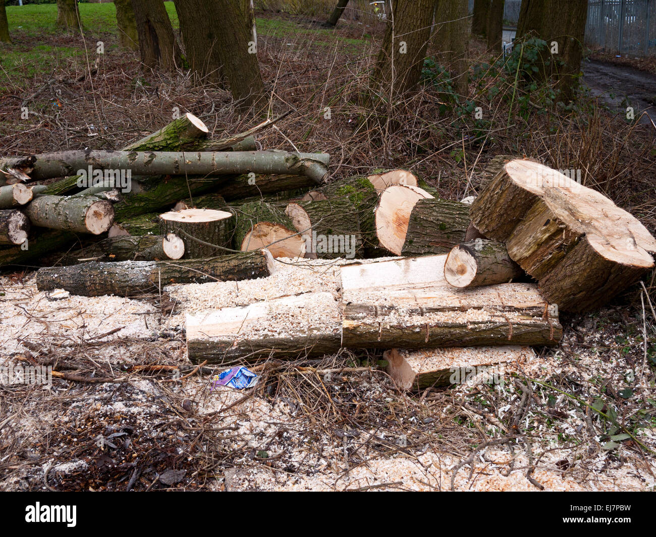Cut trees hi-res stock photography and images - Alamy