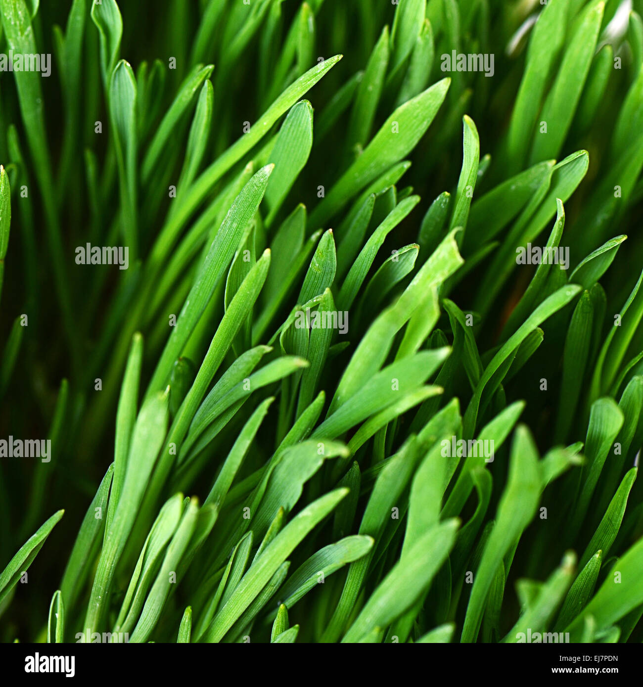Close up tall meadow grass hi-res stock photography and images - Alamy