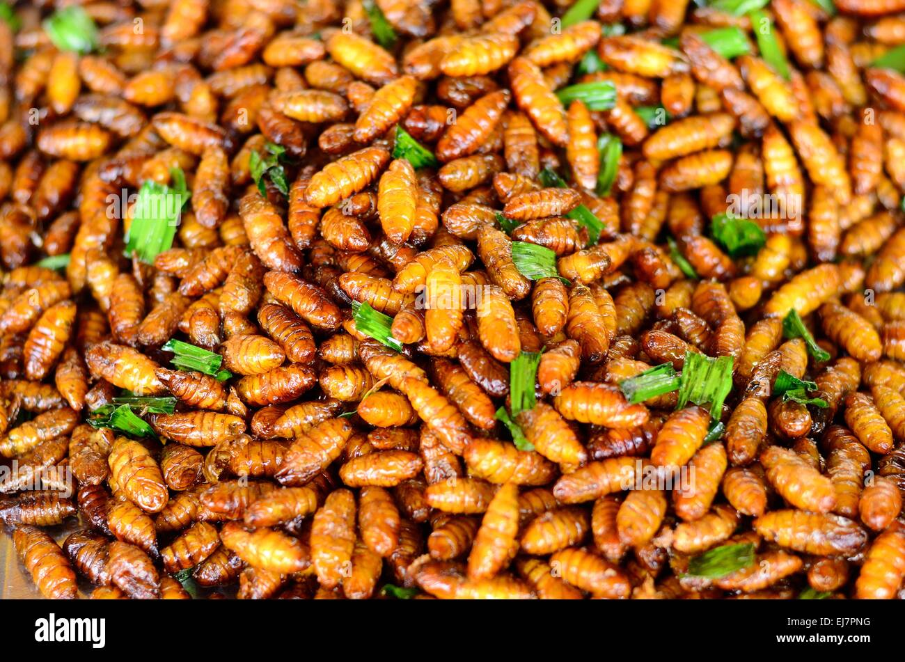 Silkworm pupa hi-res stock photography and images - Alamy