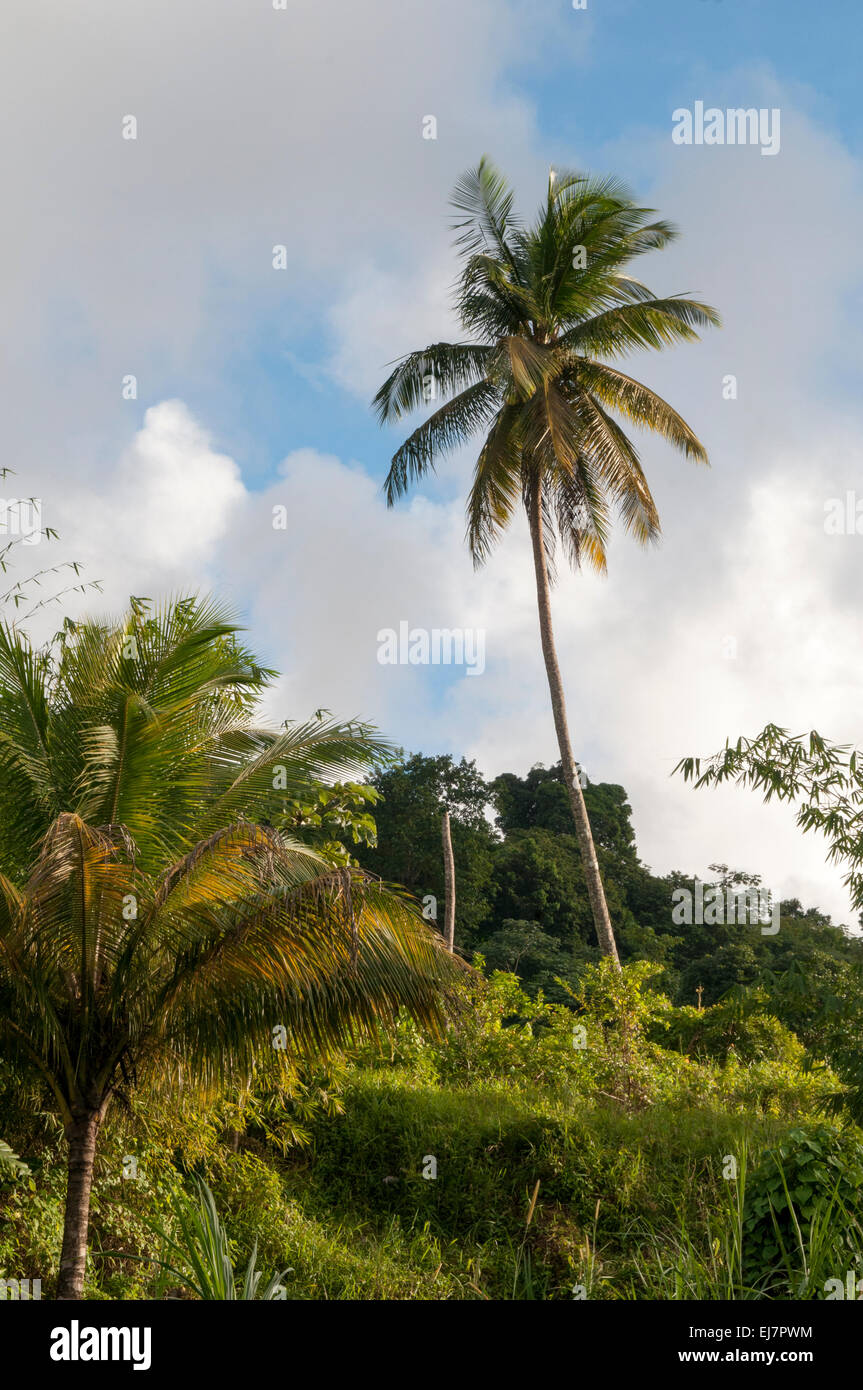In the central part of Grenada Grand Etang National Park was ...