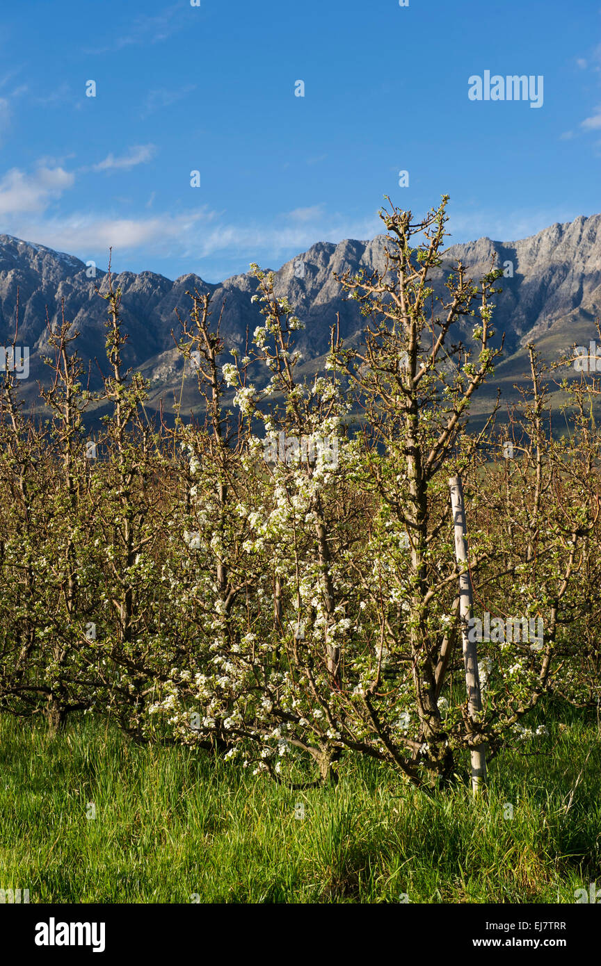 Tulbagh flower hi-res stock photography and images - Alamy