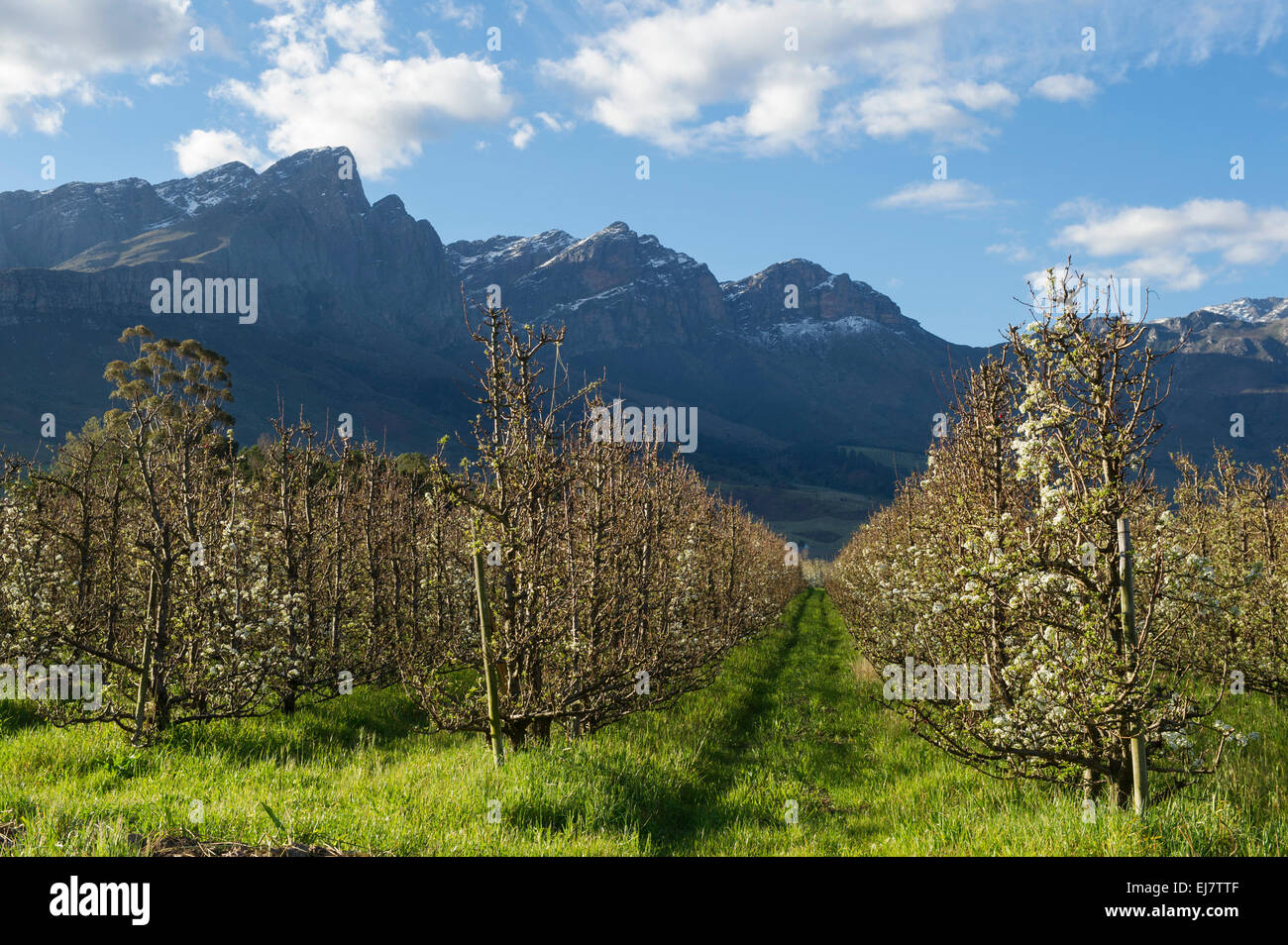 Fruit tree blossoms at the base of the Winterhoek Mountains, Tulbagh ...