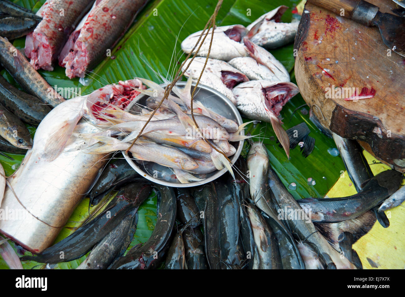 Fish heads and guts hi-res stock photography and images - Alamy