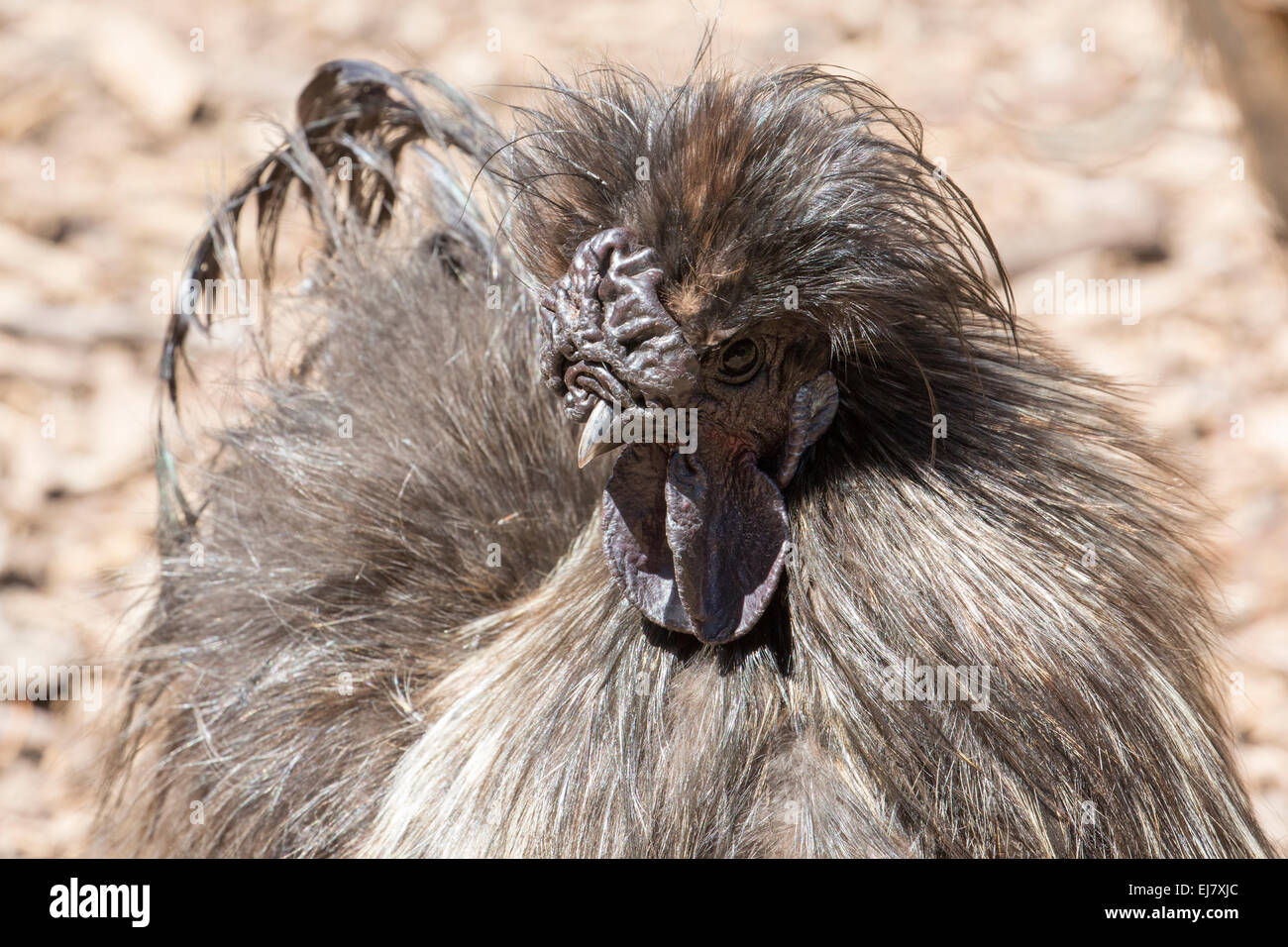 Silkies Stock Photos & Silkies Stock Images - Alamy