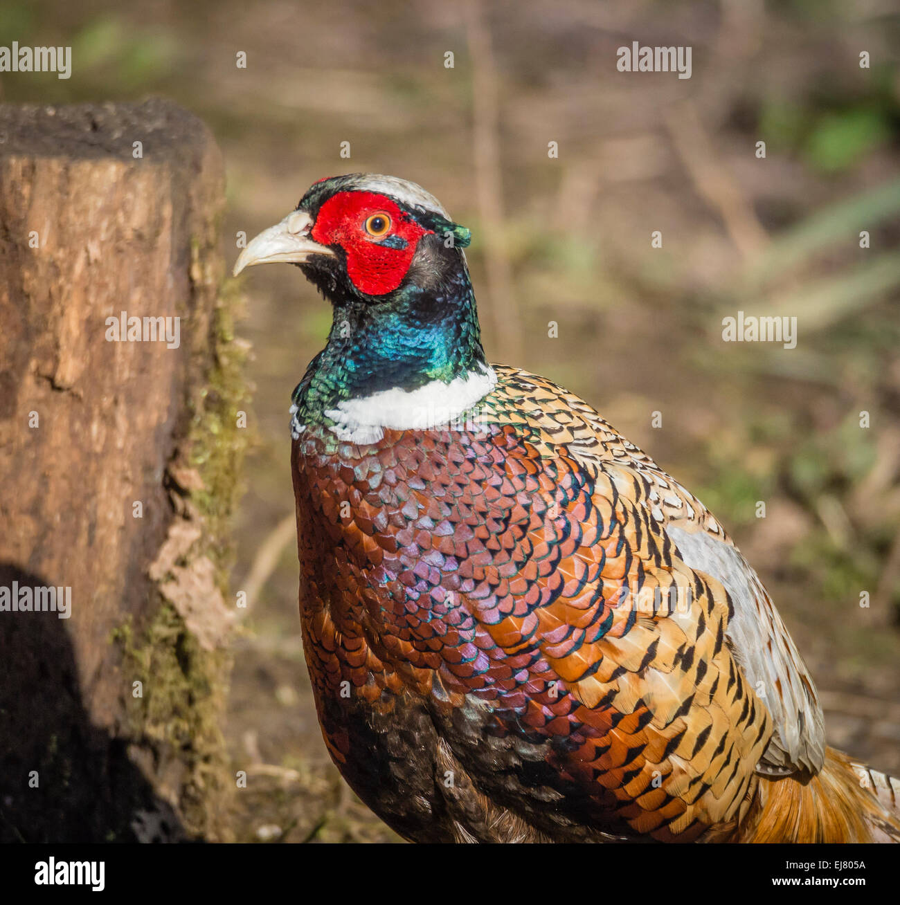 Pheasant (Phasianus colchicus), Male Gamebird, Dorset, England, UK ...