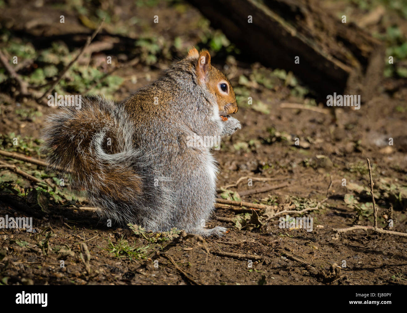 Grey Squirrel (Sciurus carolinensis), sitting upright on ground, Dorset ...