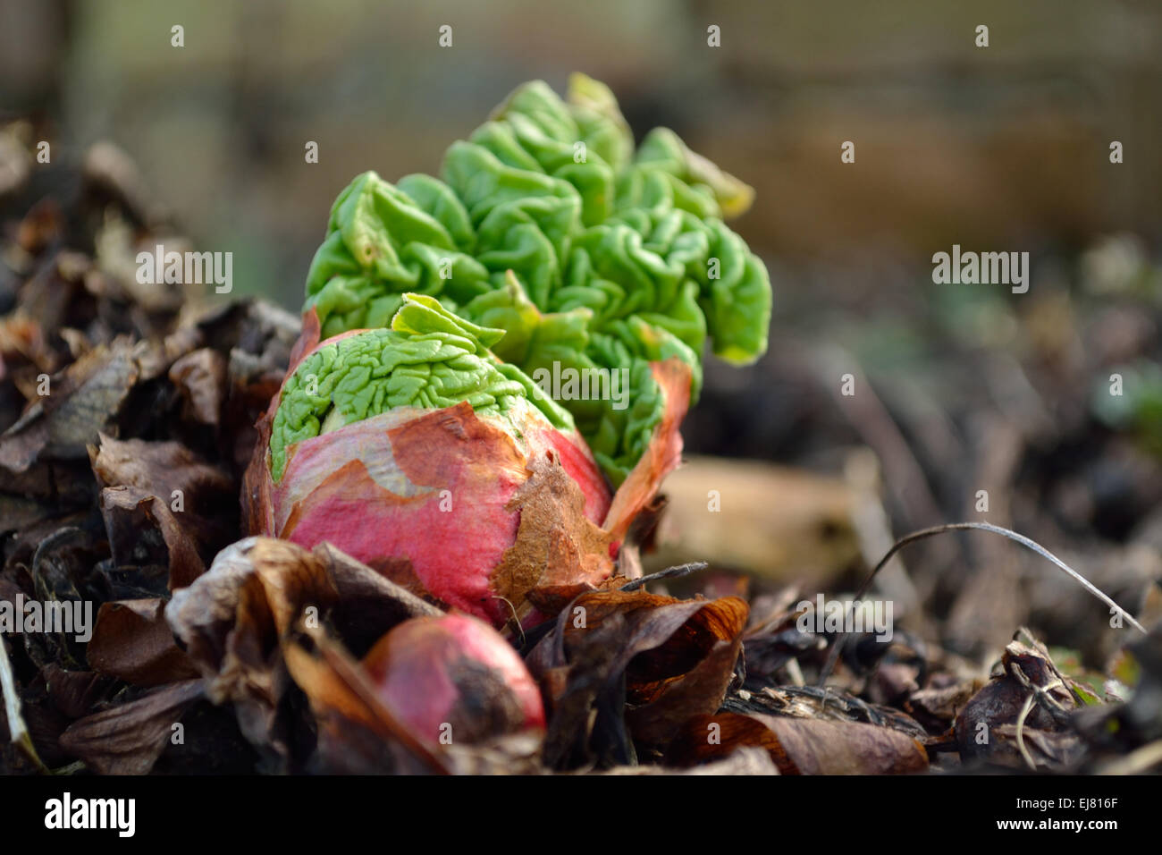 Common rhubarb sprouting in the garden Stock Photo - Alamy
