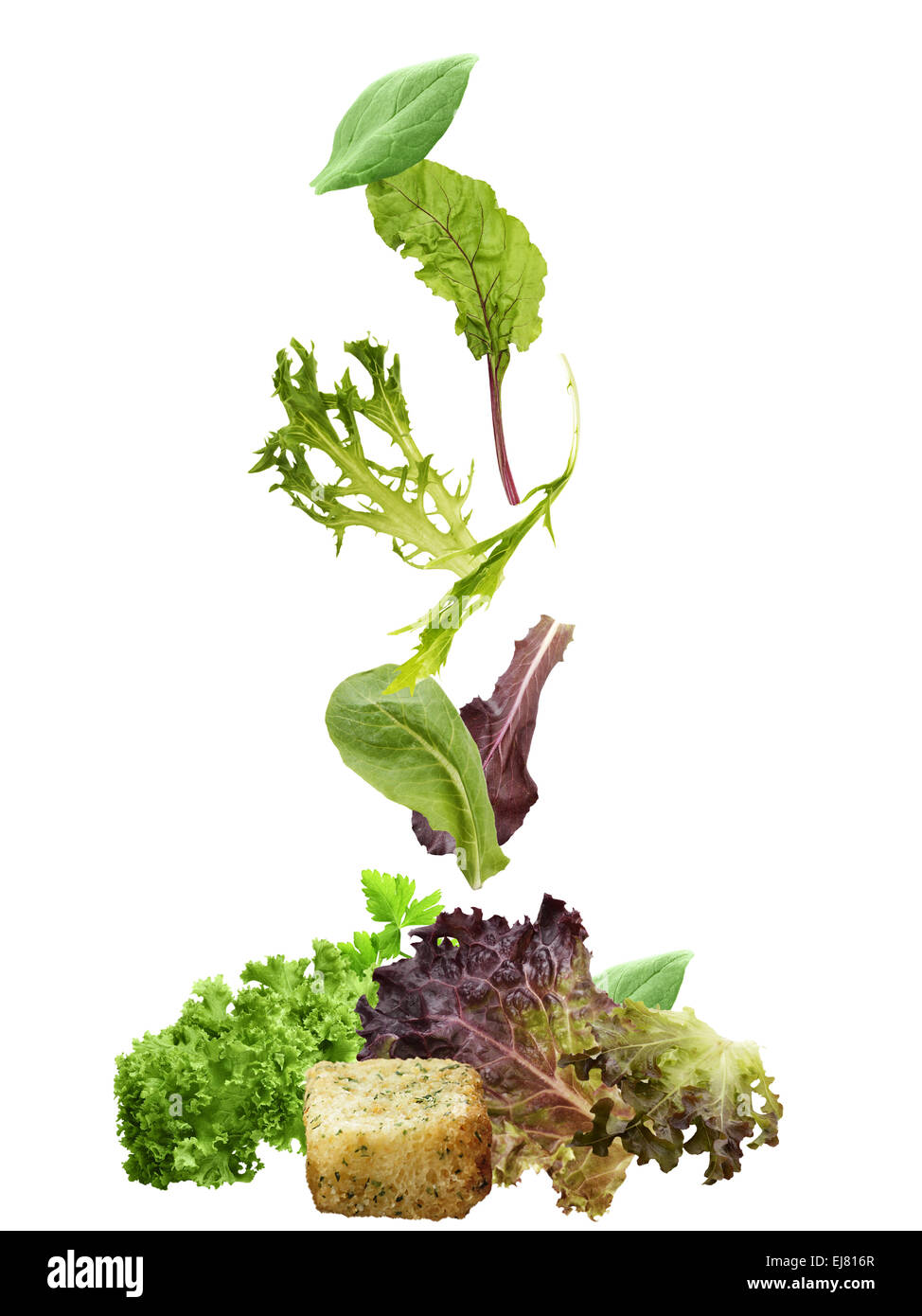 Salad Leaves Collection Stock Photo - Alamy