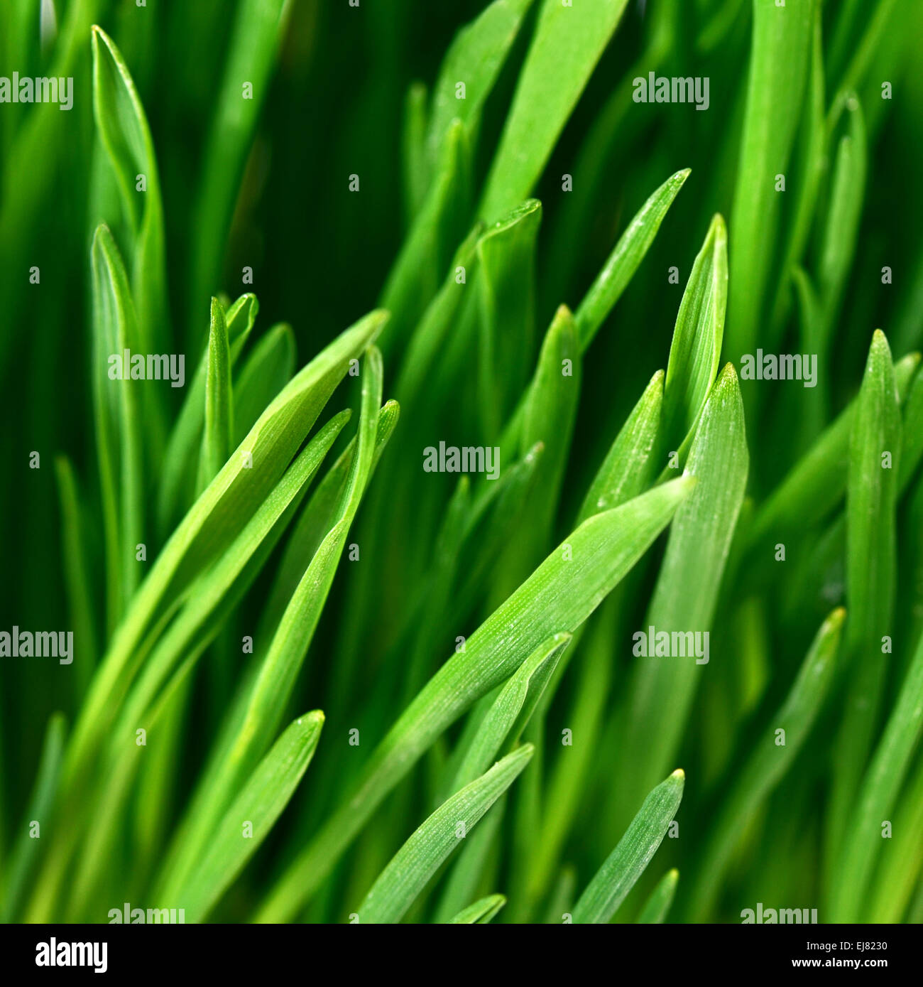 The green grass close up Stock Photo - Alamy